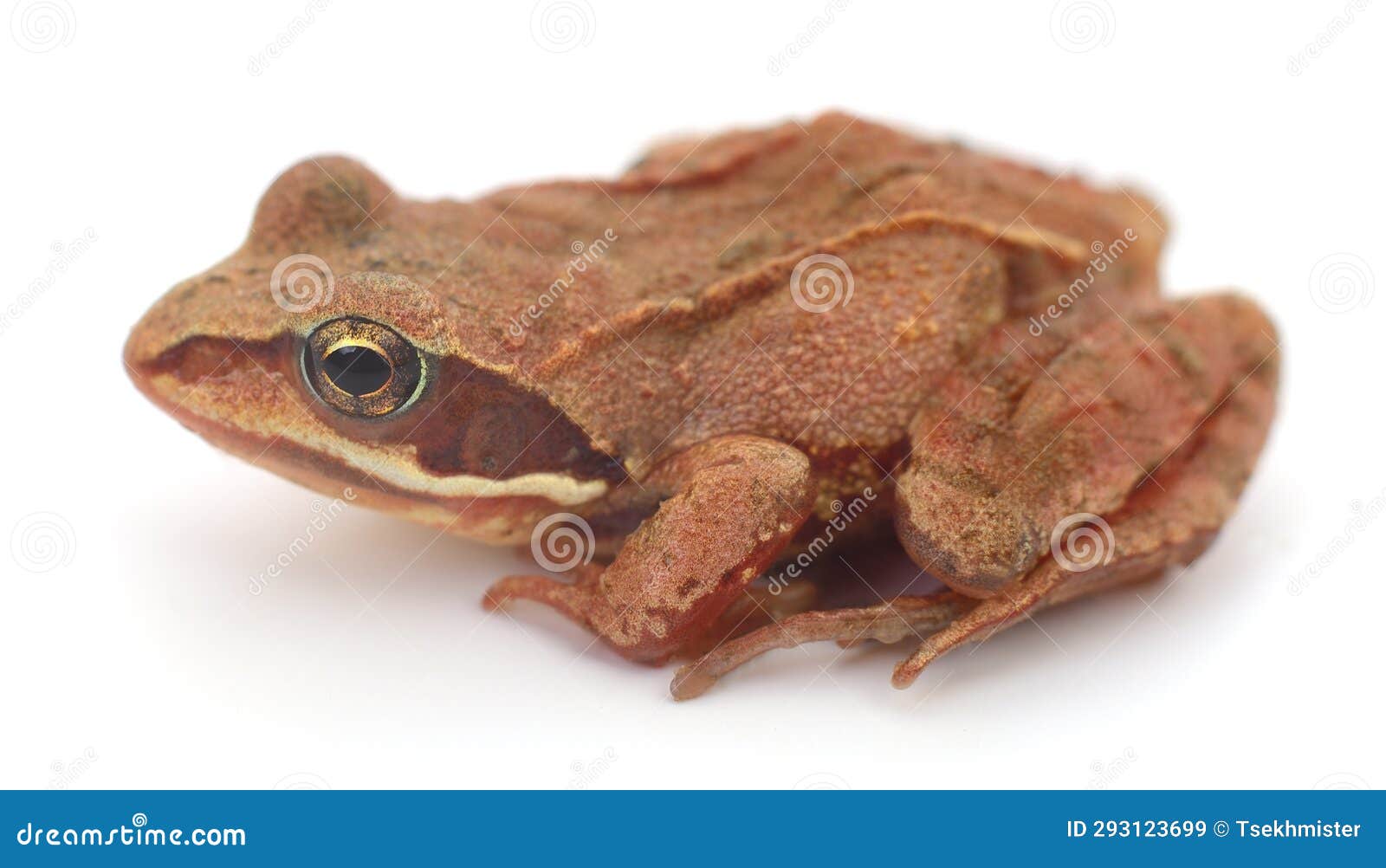 Small brown frog stock image. Image of isolated, wildlife - 293123699