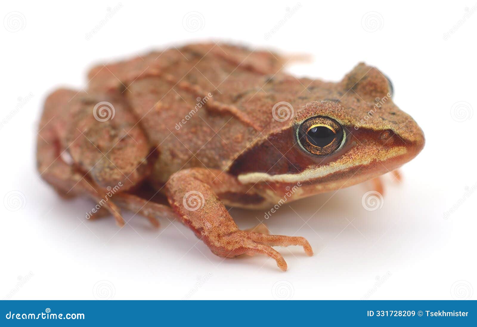 Small brown frog stock image. Image of small, isolated - 331728209