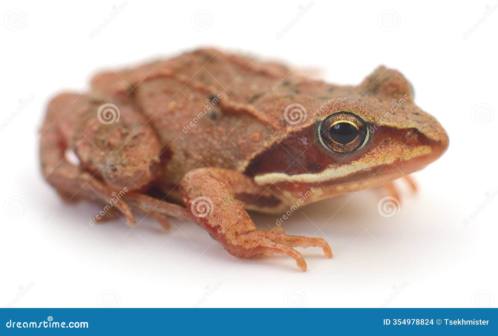 Small brown frog stock photo. Image of studio, nature - 354978824