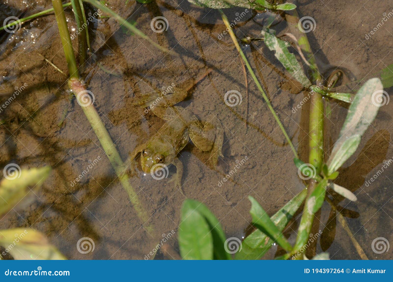 The Small Brown Frog Melt with Clay in the Water Stock Photo - Image of ...