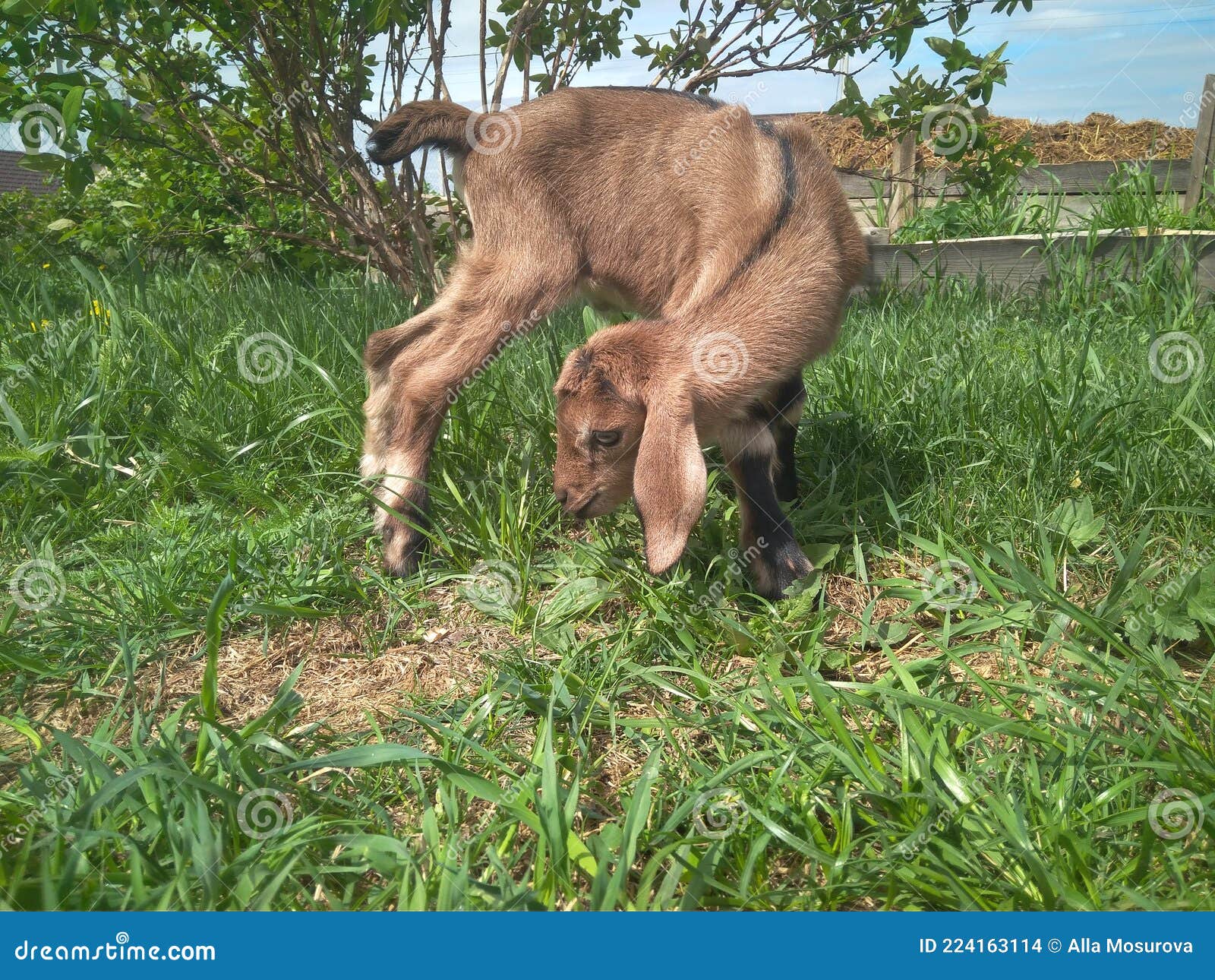 A Small Brown Goat is Grazing in the Grass with a Cub from Animals ...