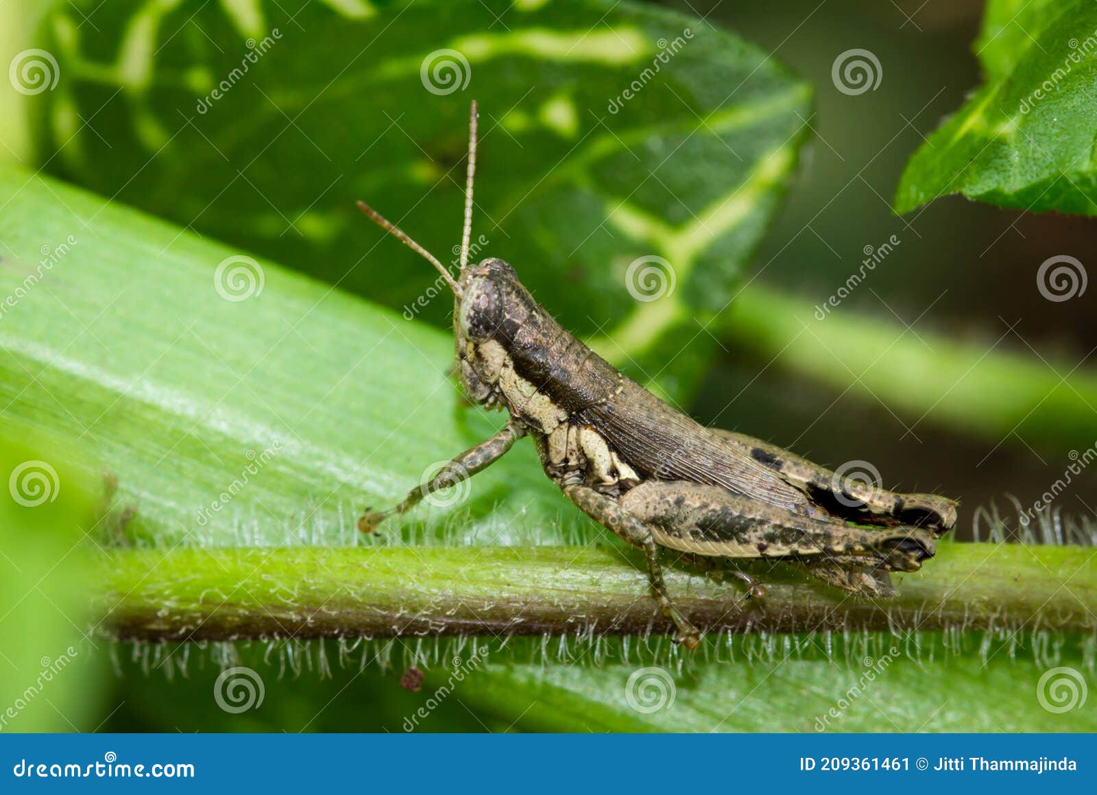 A Small Brown Grasshopper Hides in a Bush in Nature Stock Image - Image ...