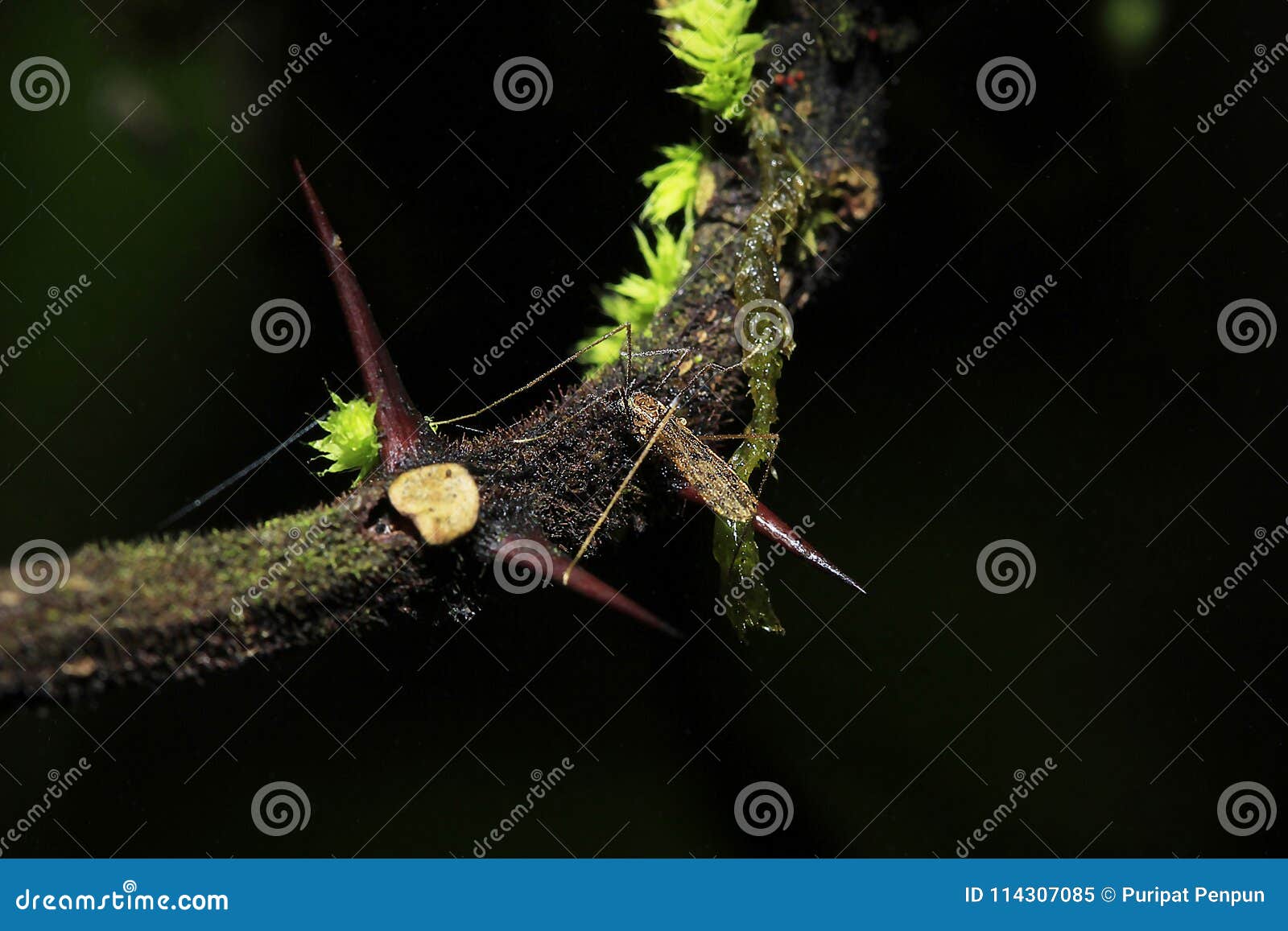 Small Brown Insects are at the Ends of the Branches. Stock Image ...