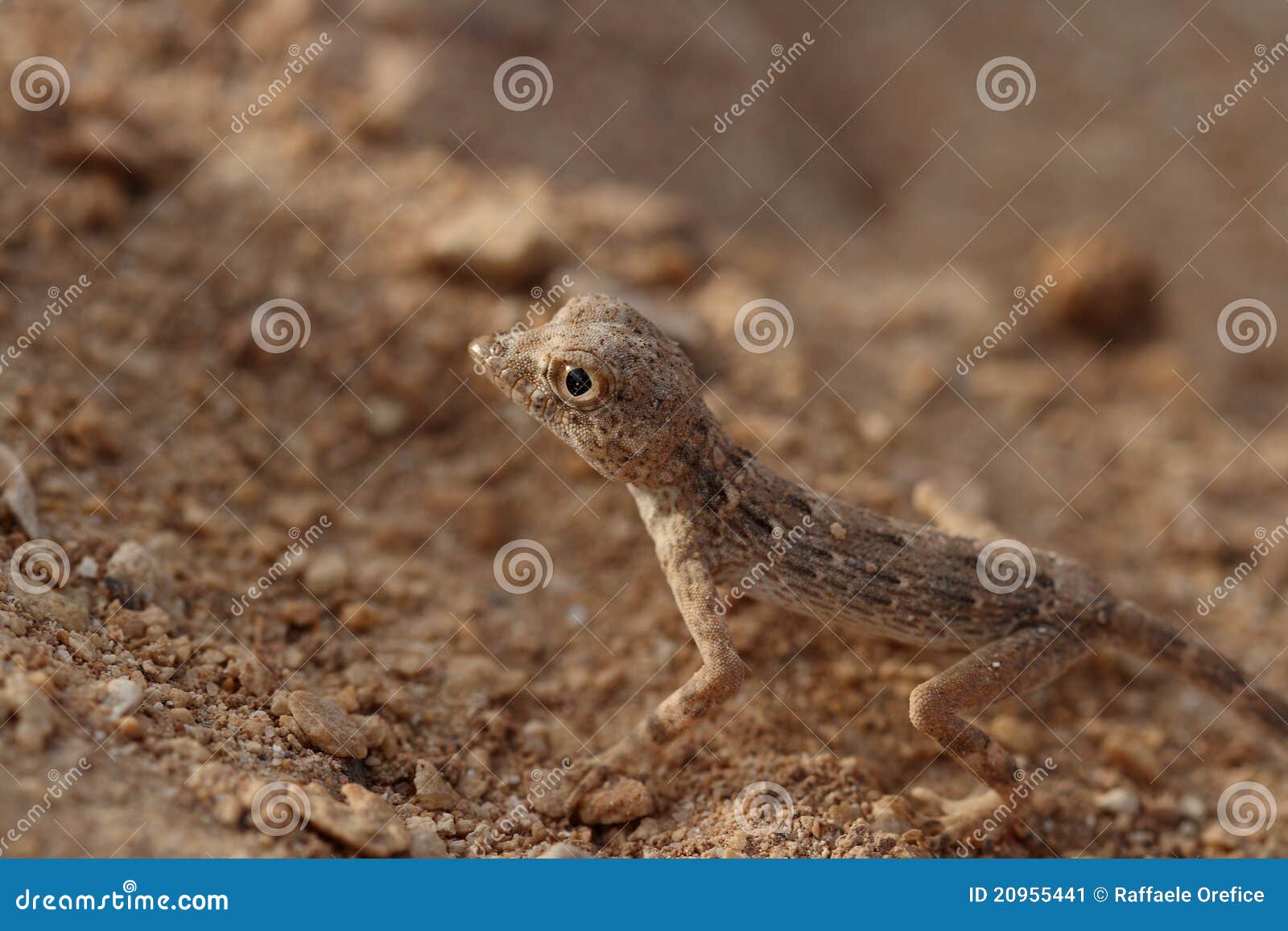 Brown Lizard,tree Lizard, Details Of Lizard Skin Stick On The Tree ...