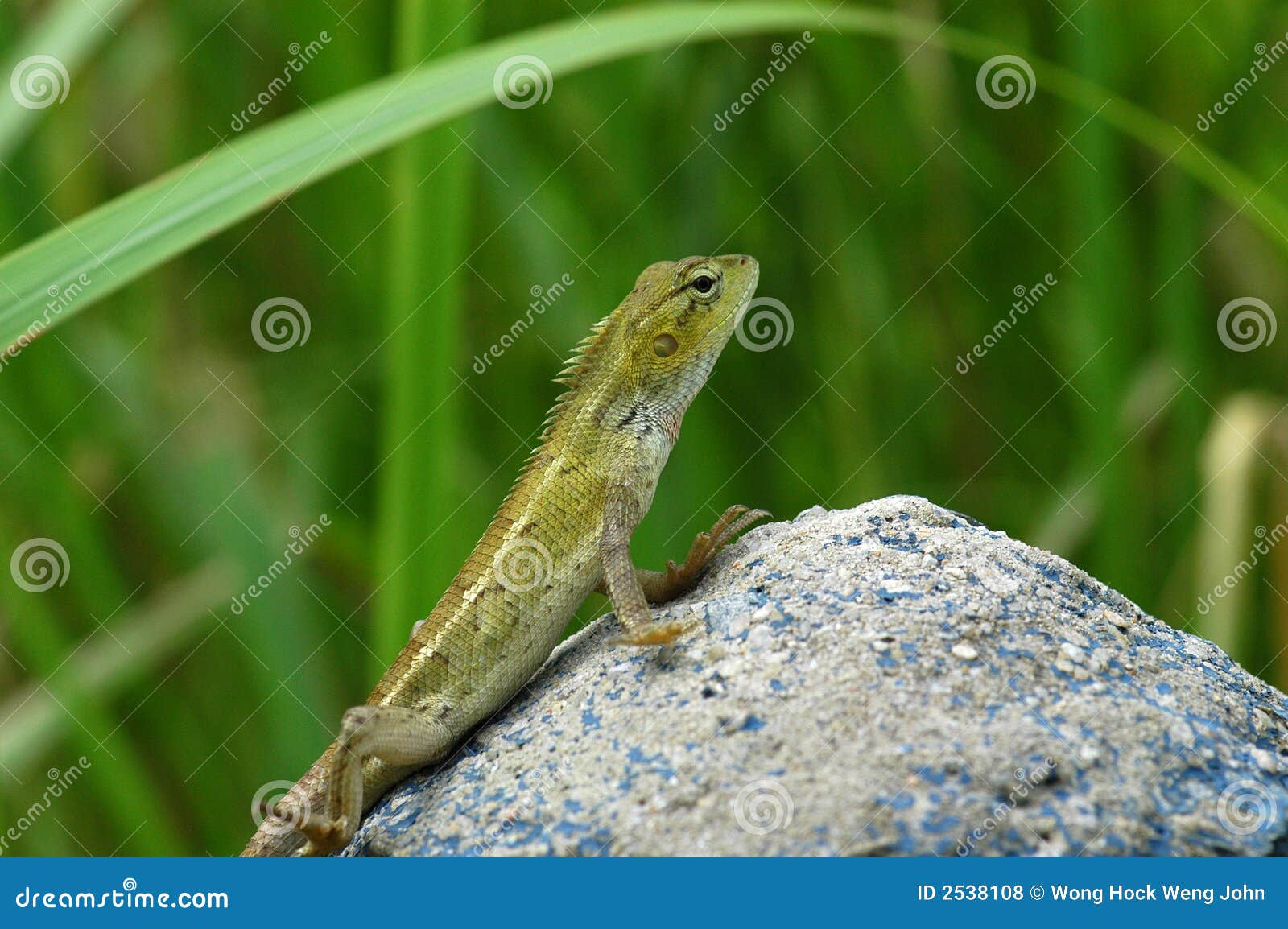 A small brown lizard stock photo. Image of wildlife, woods - 2538108