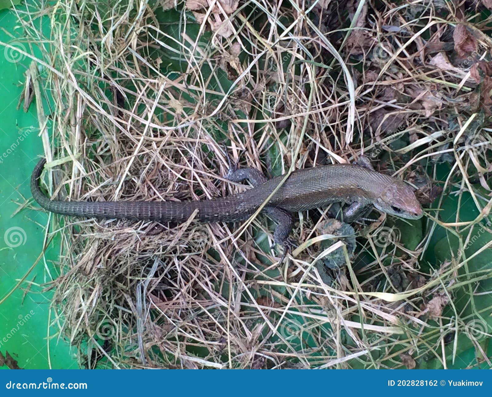 Small Brown Lizard on Dry Grass Top View Stock Photo - Image of dark ...