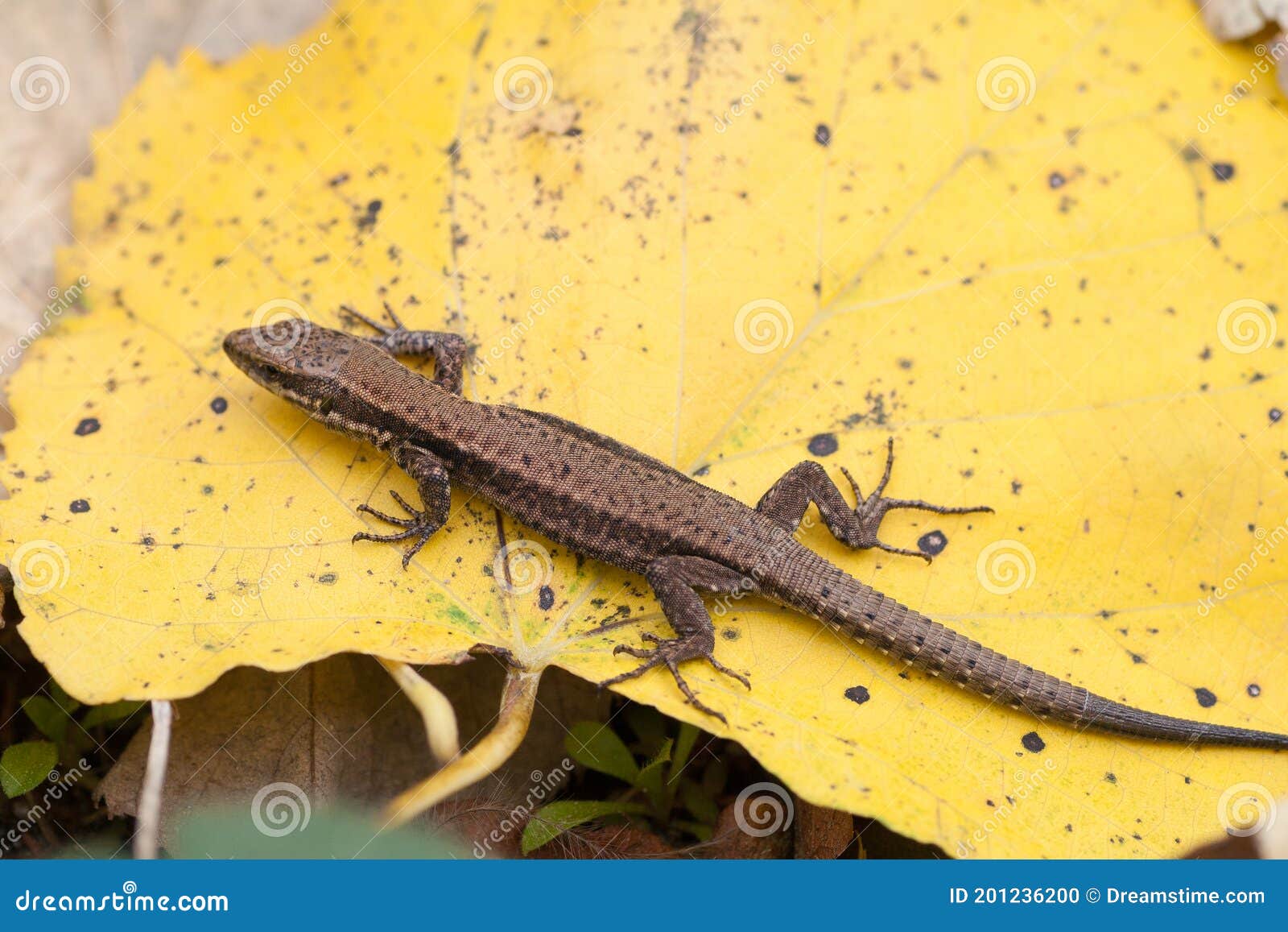 The Small Brown Lizard on the Dry Leaf on the Ground. Stock Photo ...