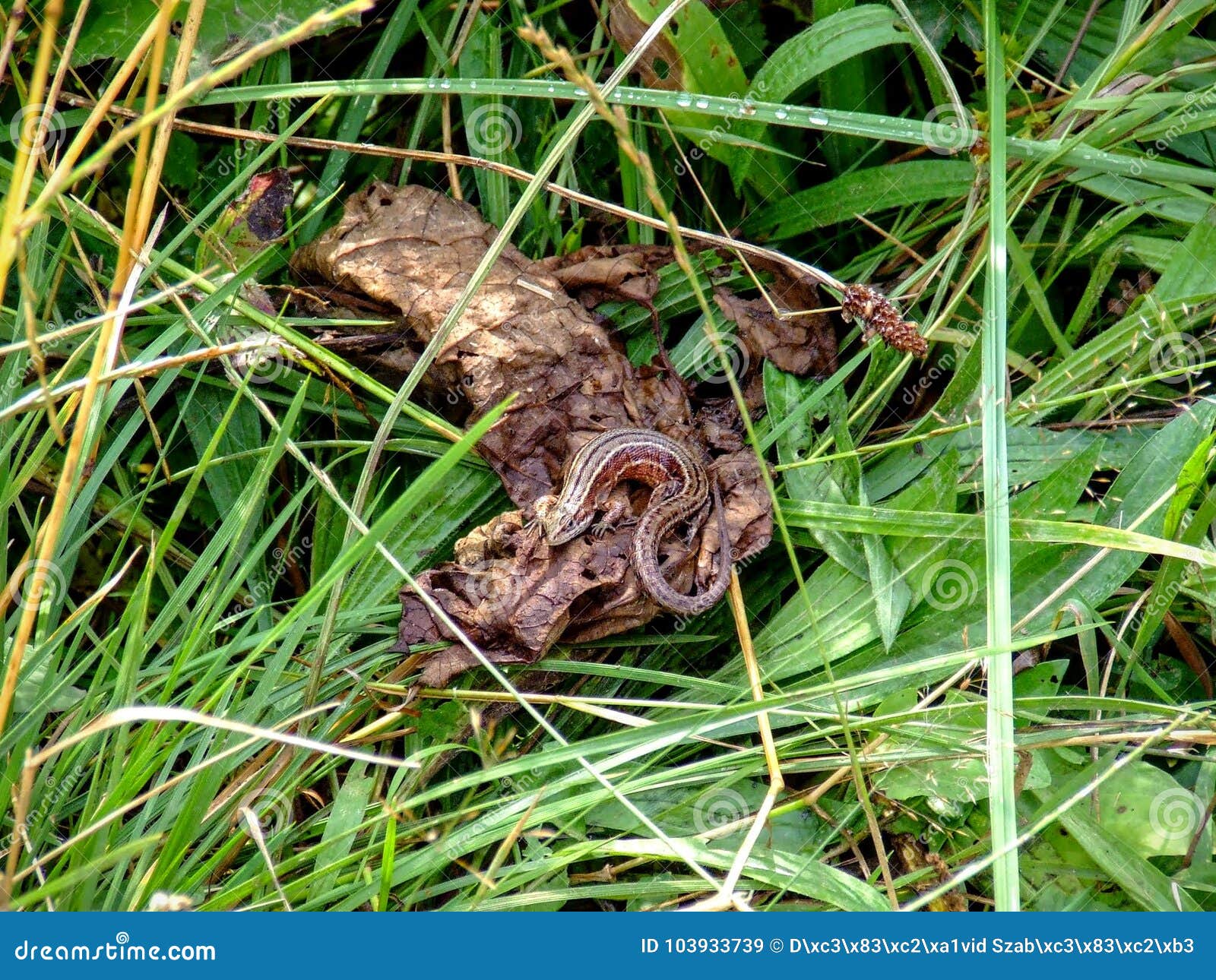 Small Brown Lizard in the Grass Stock Image - Image of leaves, sitting ...