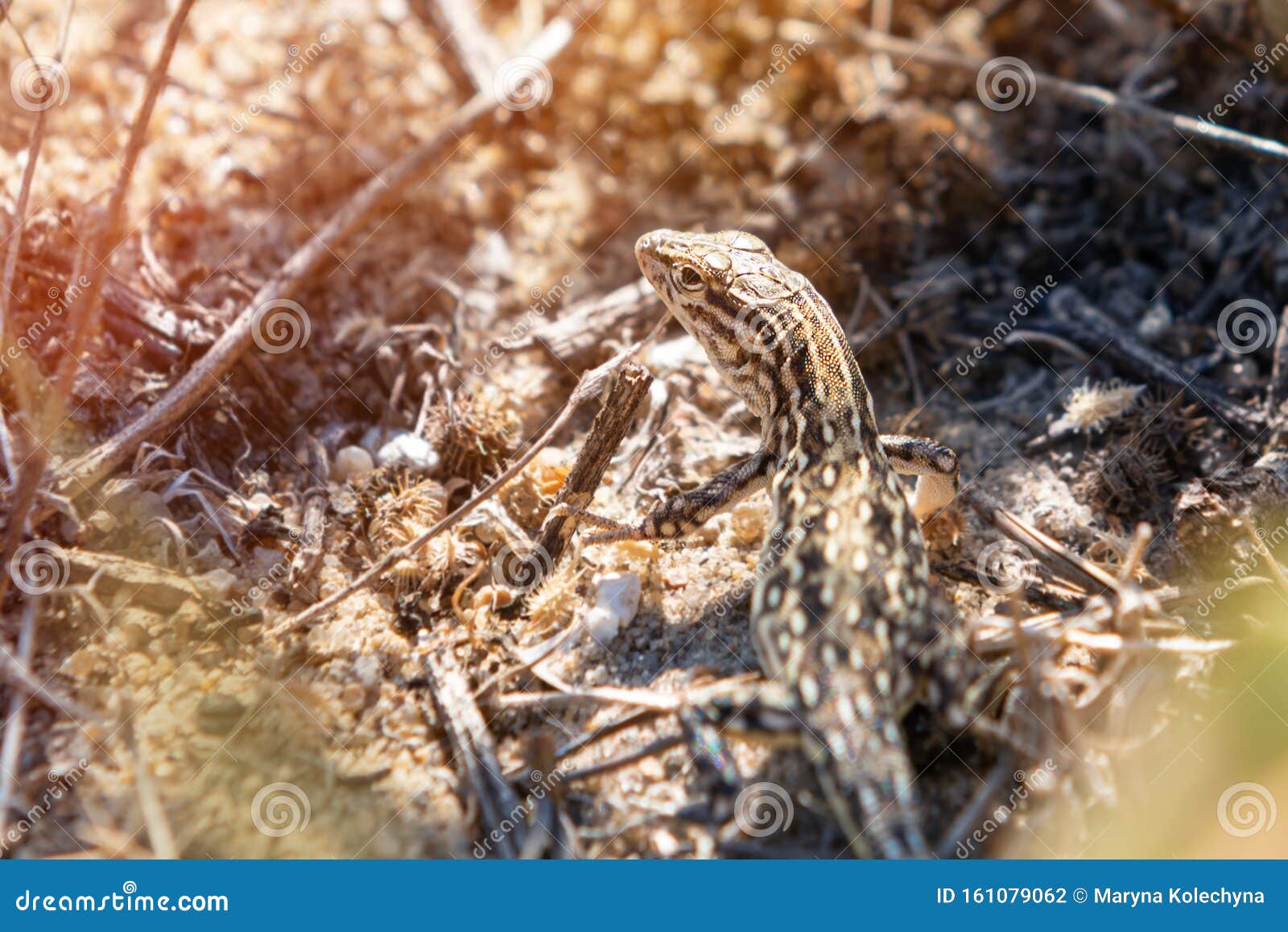 Small Brown Lizard Hiding in the Dry Grass Stock Photo - Image of head ...