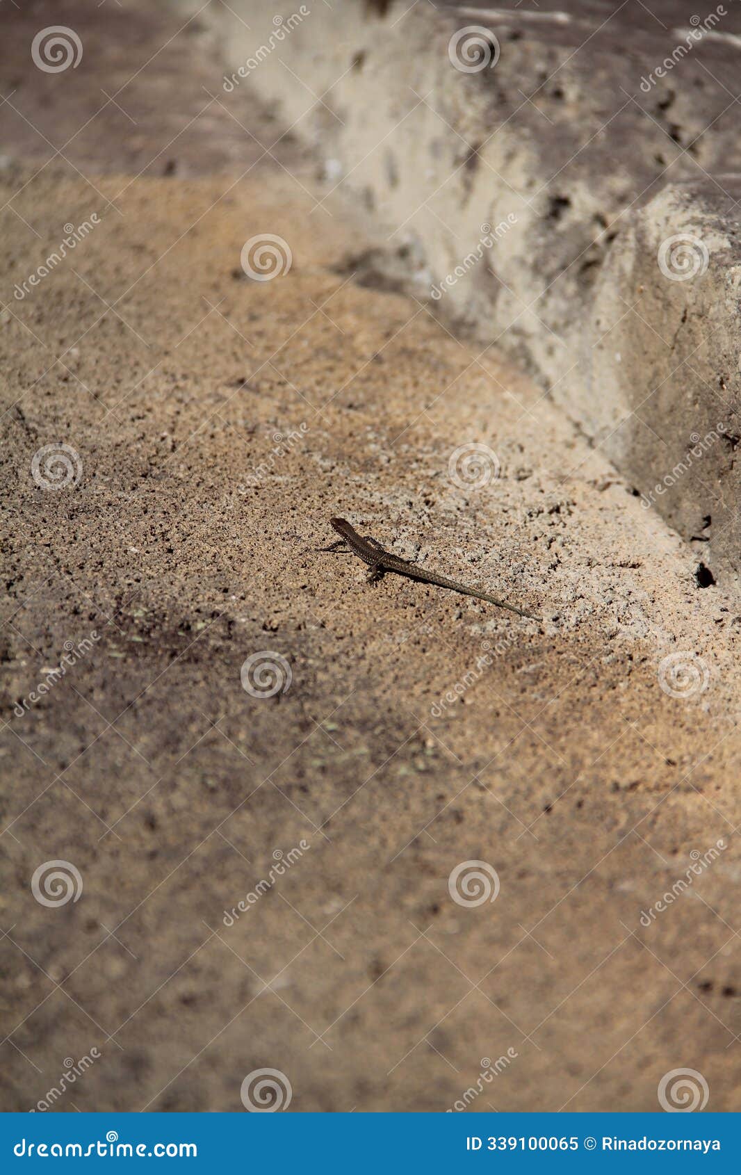 A Small Brown Lizard Resting on the Stone Ground by the House Wall in a ...