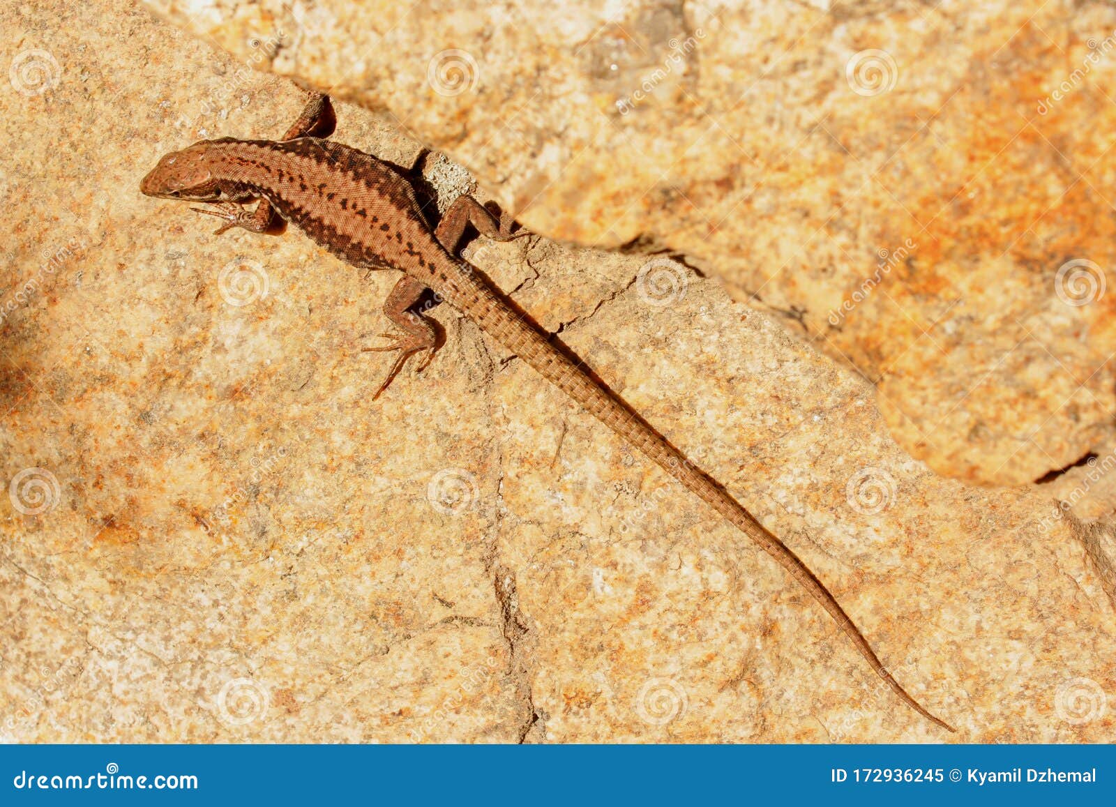 Small Brown Lizard on a Rock Wall Stock Image - Image of brown, nature ...
