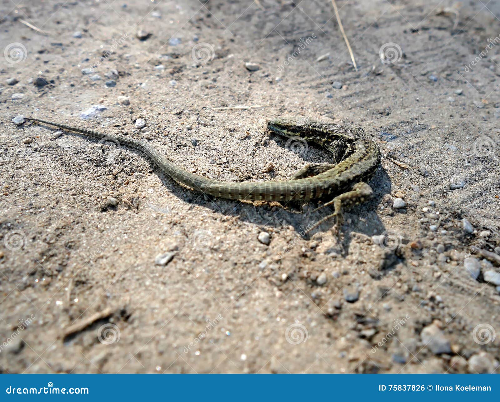Small Brown Lizard on the Sand. Viviparous Lizard Stock Photo - Image ...