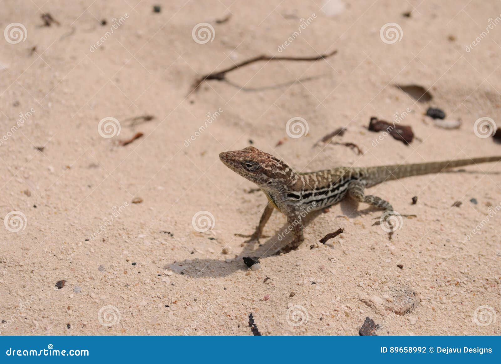 Small Brown Lizard Sitting on a White Sand Beach Stock Photo - Image of ...