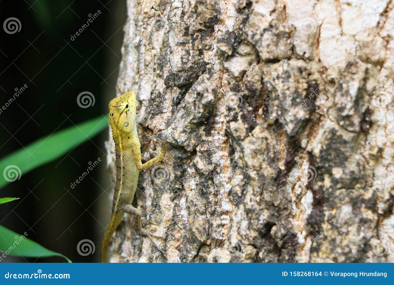 Small Brown Lizards Perched on Trees Stock Photo - Image of trunk ...
