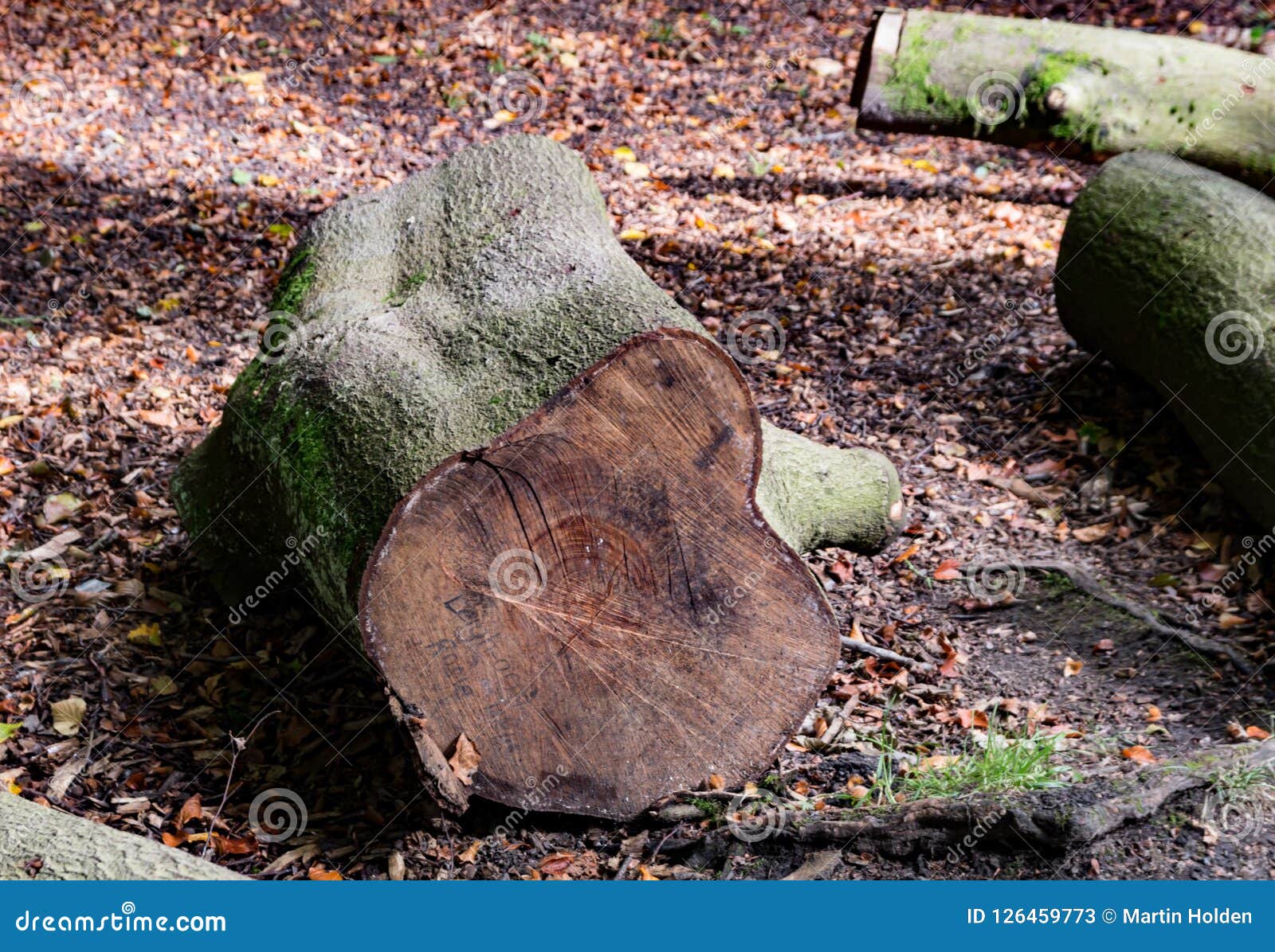 Small Brown Log on the Forest Floor Stock Image - Image of wood ...