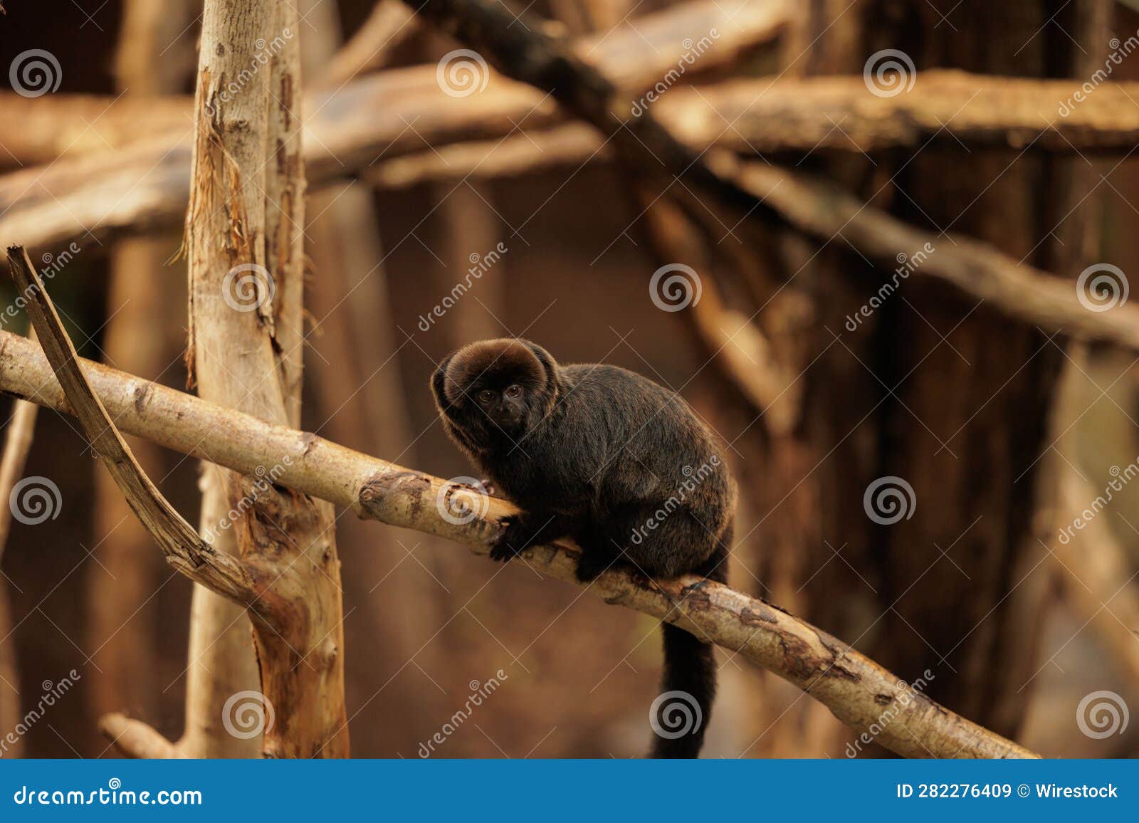 Small Brown Monkey Perched on a Thin Tree Branch Stock Image - Image of ...