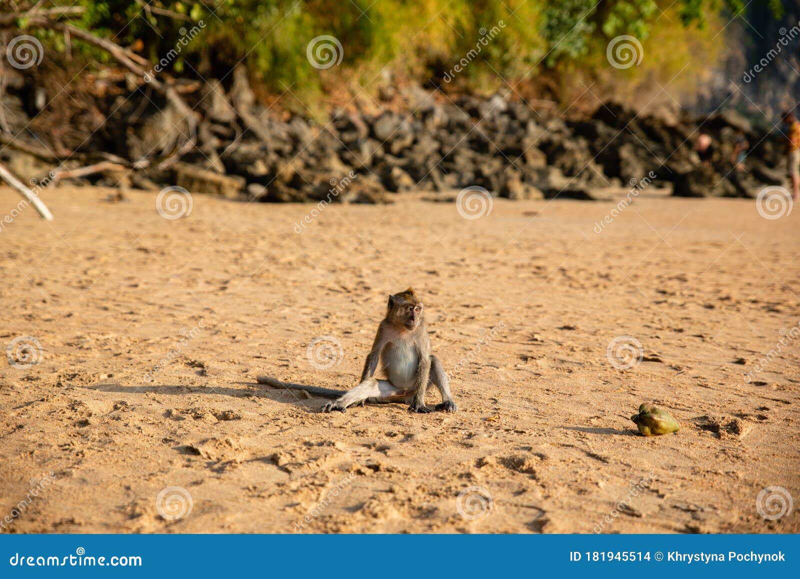 Small Brown Monkey on Sandy Beach Stock Photo - Image of nang, macaque ...