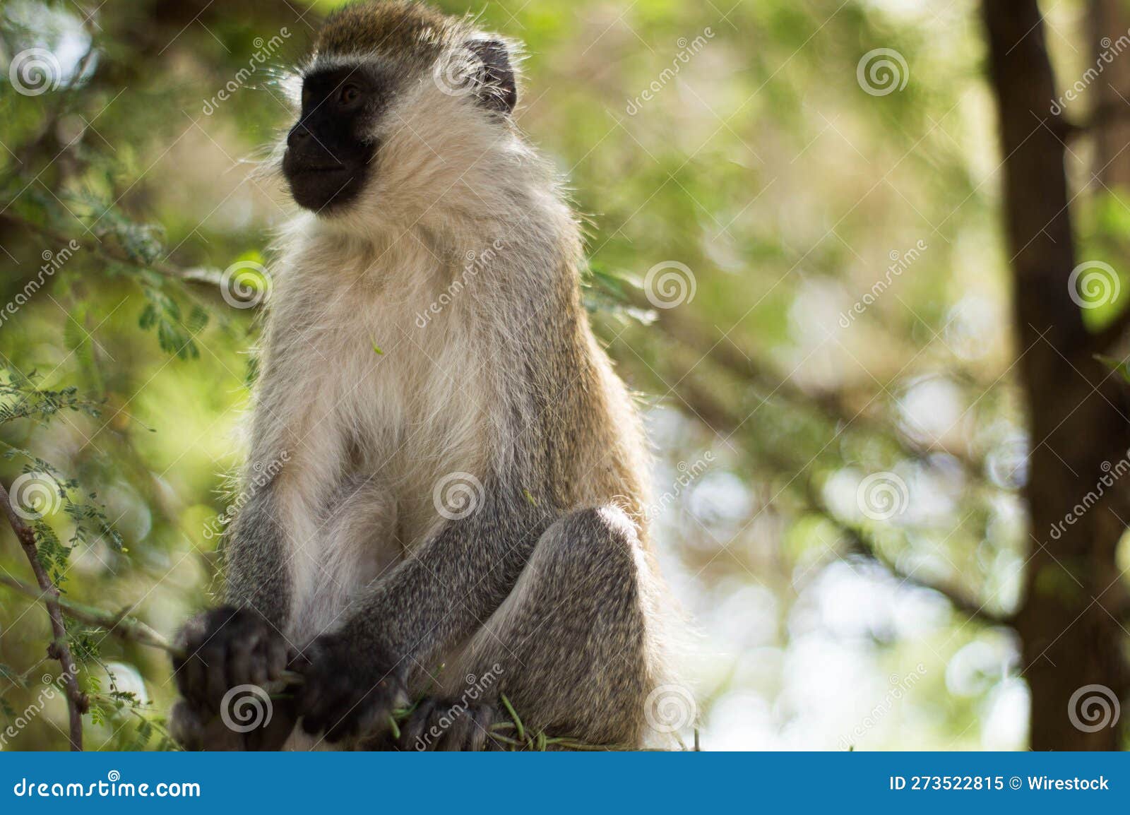 Small Brown Monkey Sits on a Lush Tree in a Sun-drenched Park Stock ...