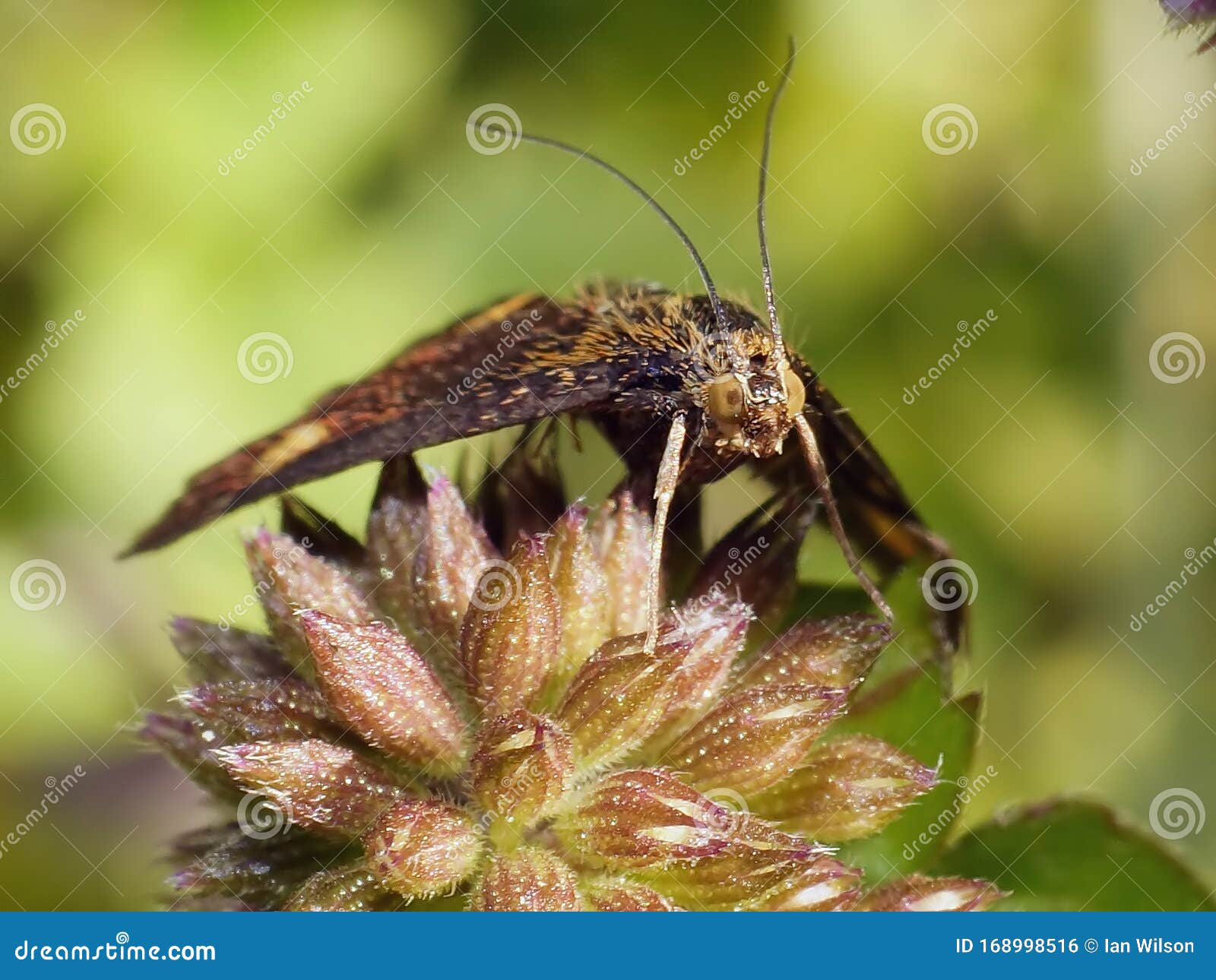 Small brown moth stock photo. Image of small, eyes, antennae - 168998516