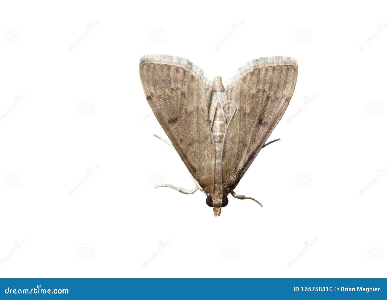 Moth on white background stock photo. Image of bugs - 165758810