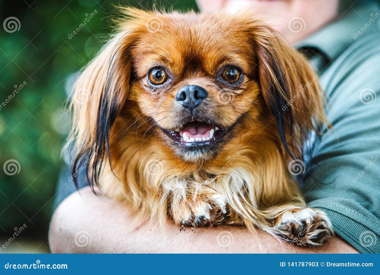 Small brown pekingese dog stock image. Image of hands - 141787903