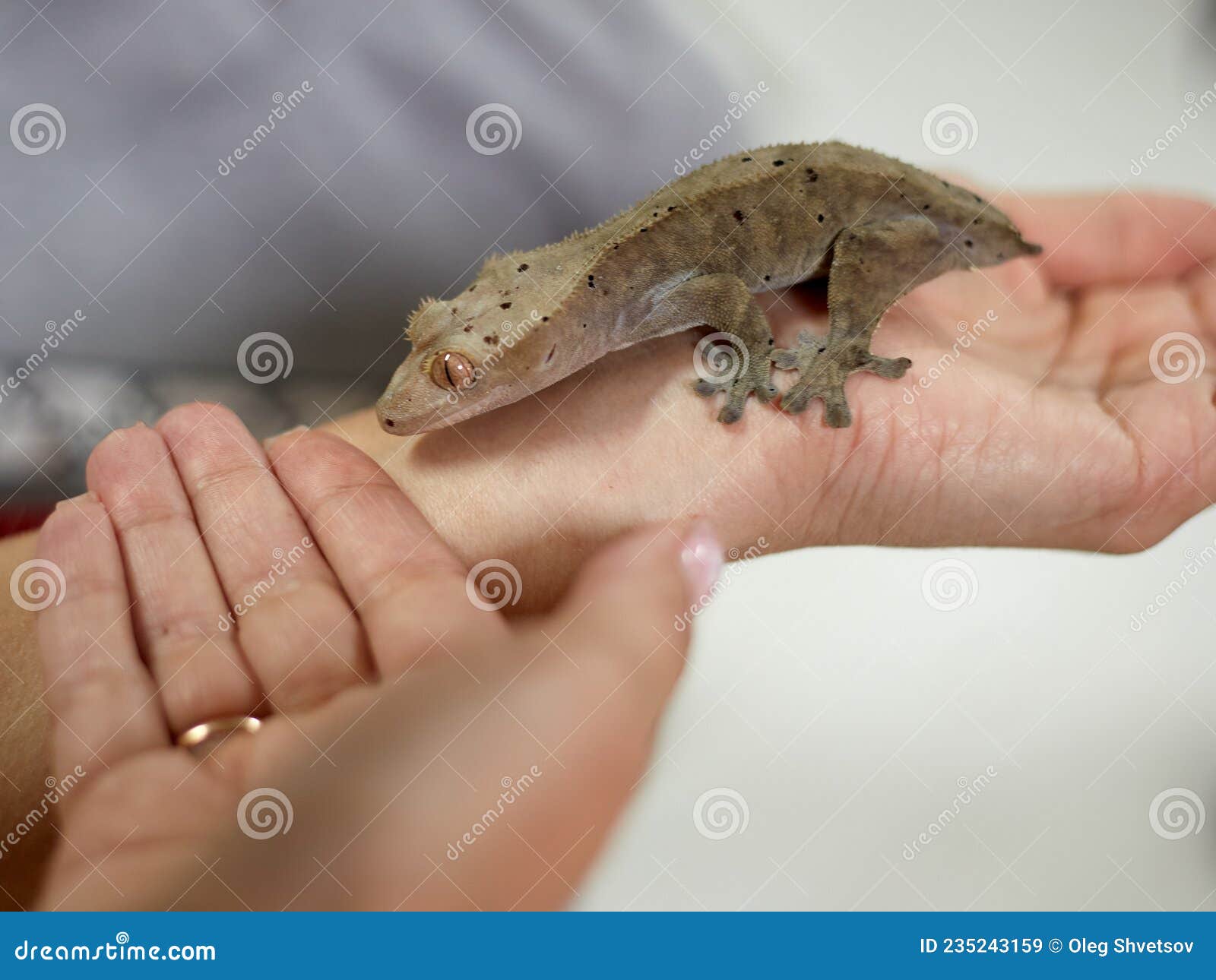 Small Lizard Sits Arm Stock Photos - Free & Royalty-Free Stock Photos ...