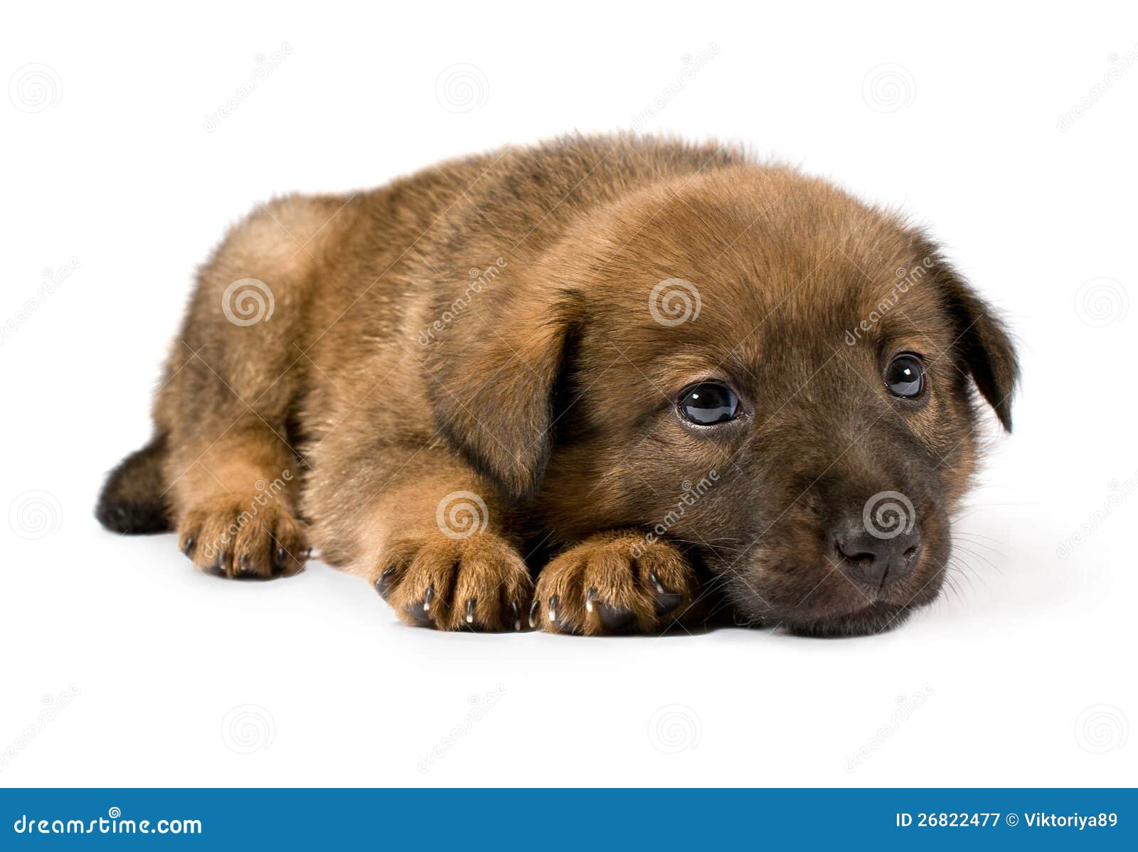 Small brown puppy stock image. Image of studio, puppy - 26822477
