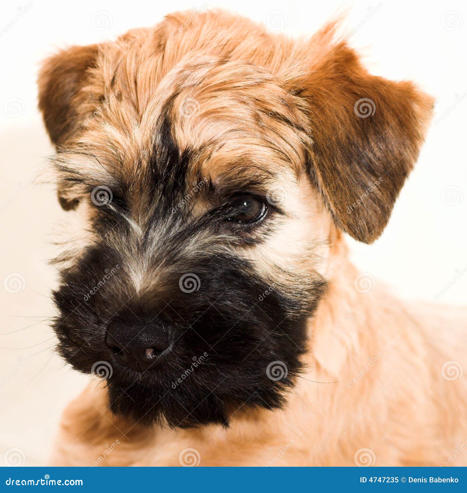 Small brown puppy stock image. Image of canine, short - 4747235