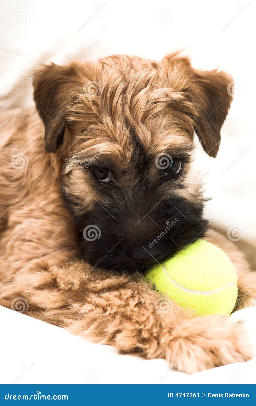 Small brown puppy stock image. Image of purebred, lying - 4747261