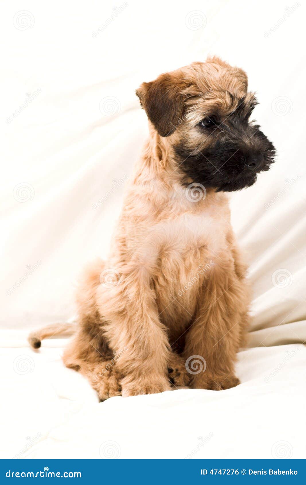 Small brown puppy stock photo. Image of doxie, animal - 4747276