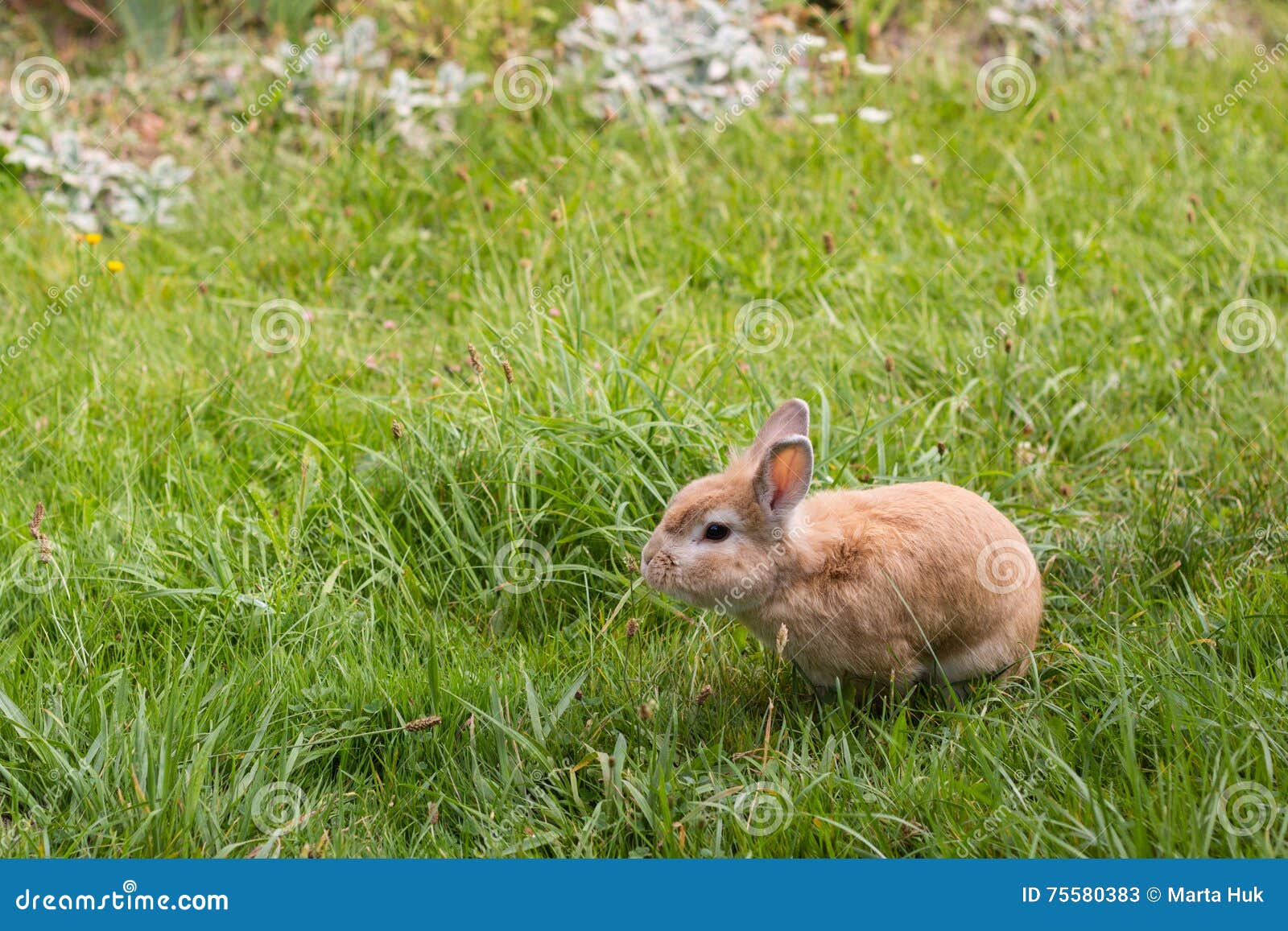 Small Brown Rabbit on Green Grass Stock Image - Image of field, fast ...