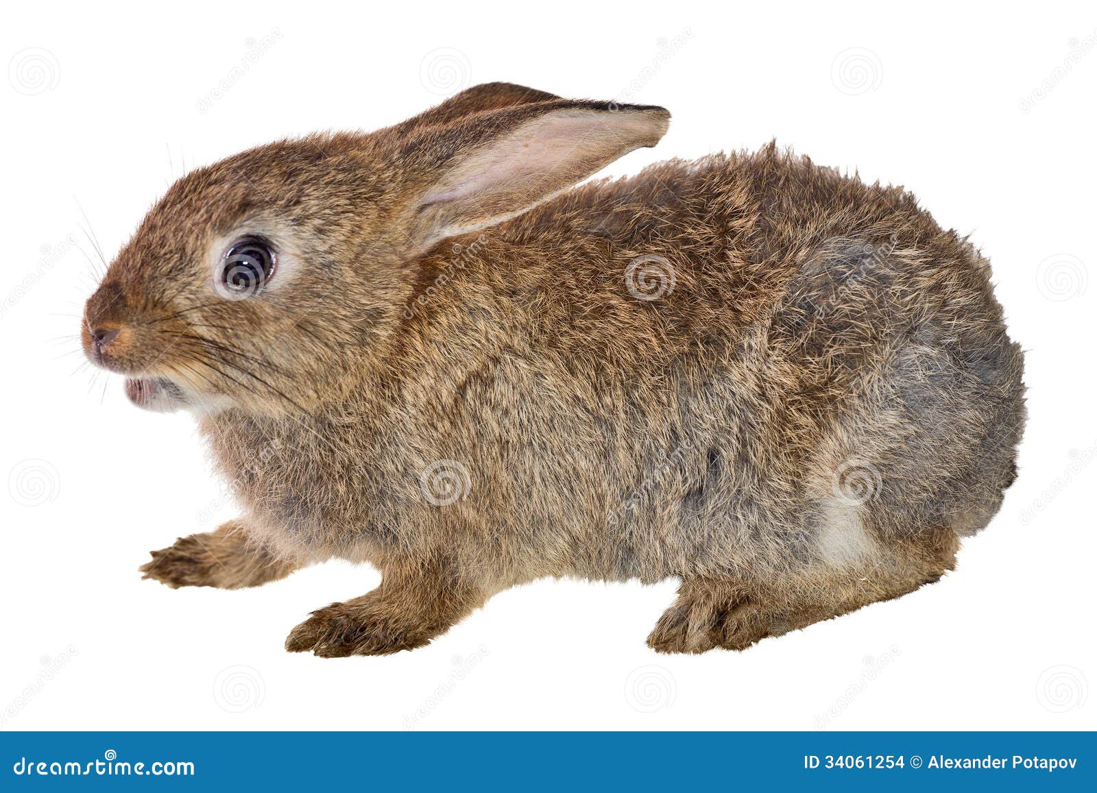 Small Brown Rabbit Isolated on White Stock Photo - Image of mammals ...