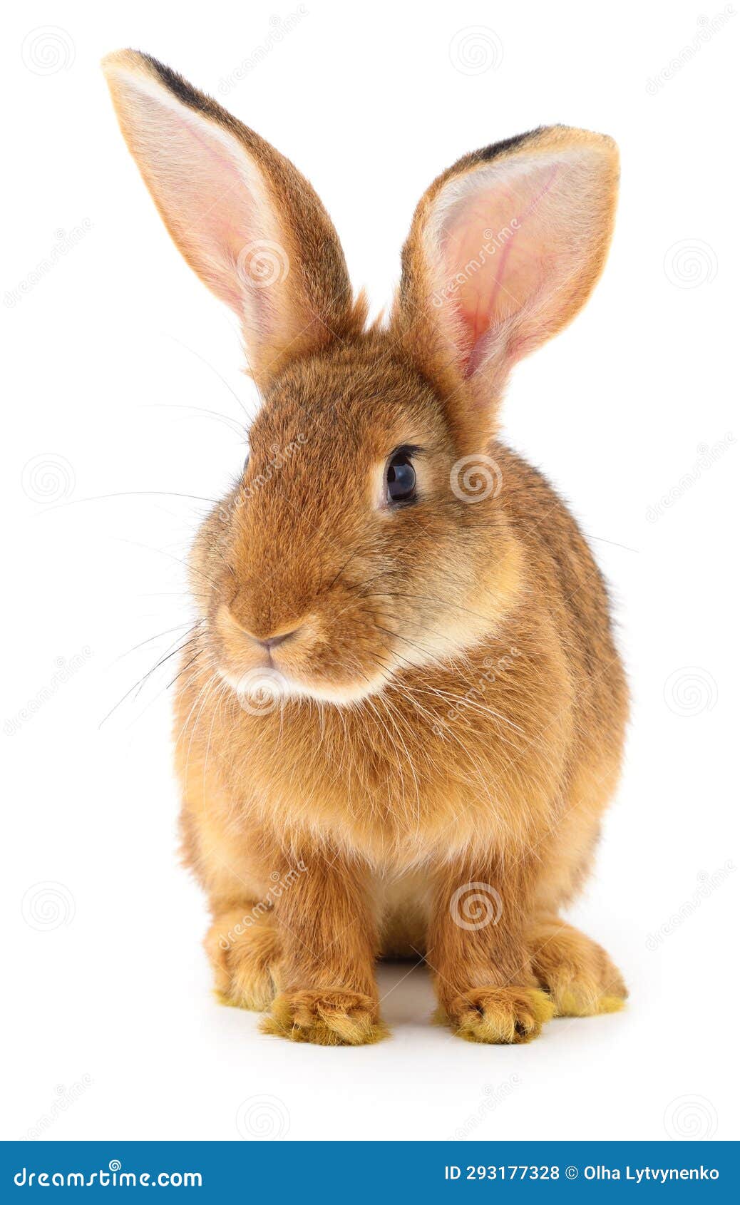 Brown rabbit on white stock photo. Image of single, small - 293177328