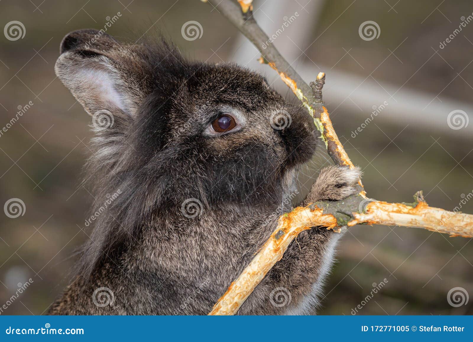 A Small Brown Rabbit Nibbling on a Twig Stock Image - Image of fluffy ...