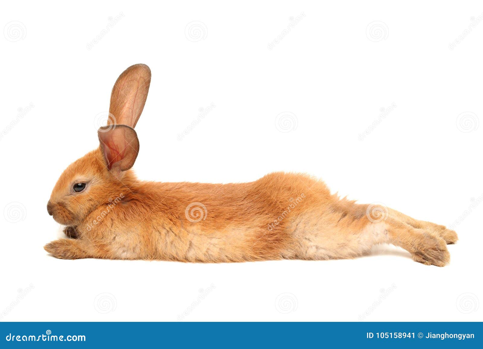 Small brown rabbit stock image. Image of single, background - 105158941