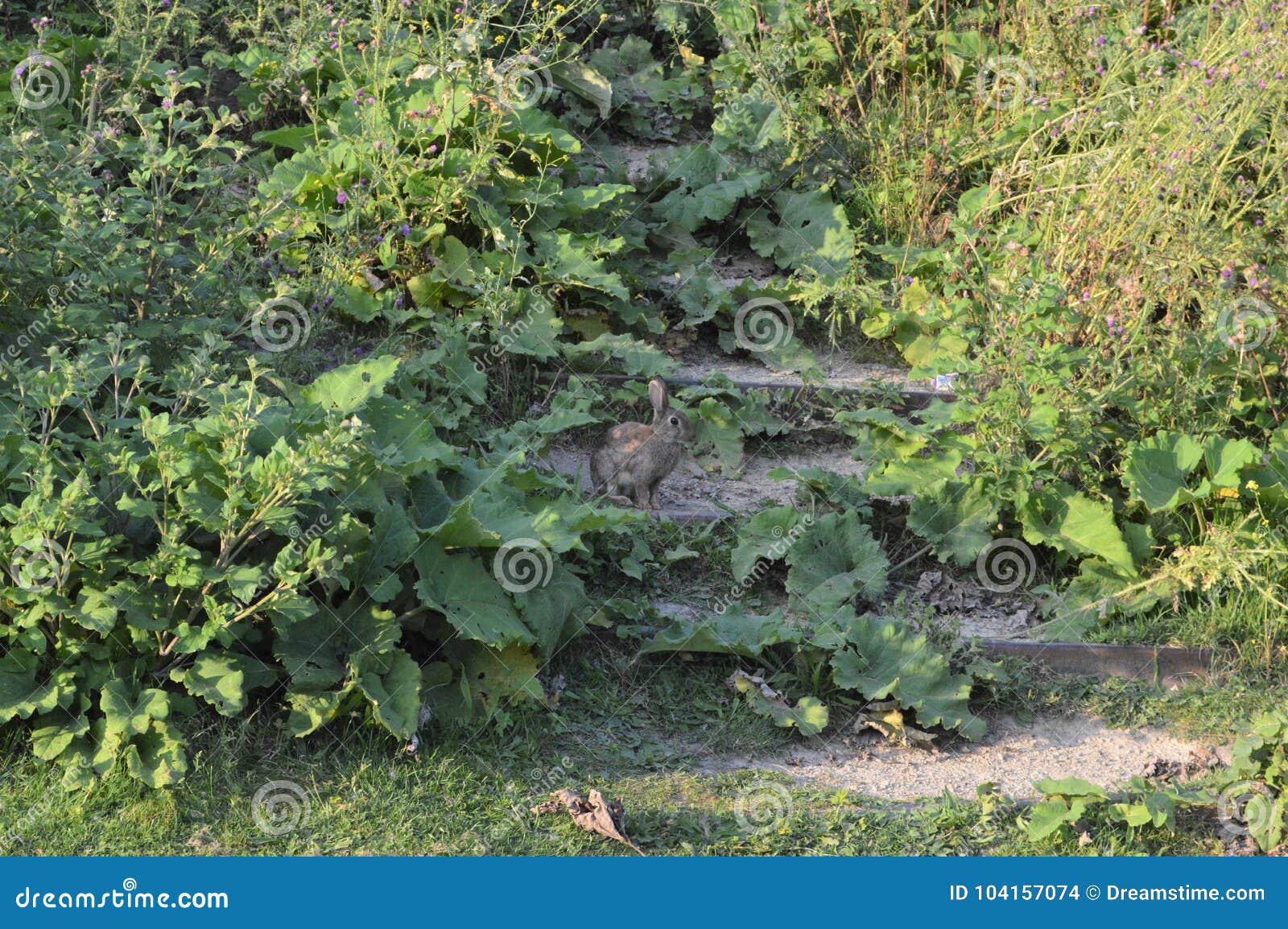 Rabbit on the stairs stock photo. Image of animals, rabbit - 104157074