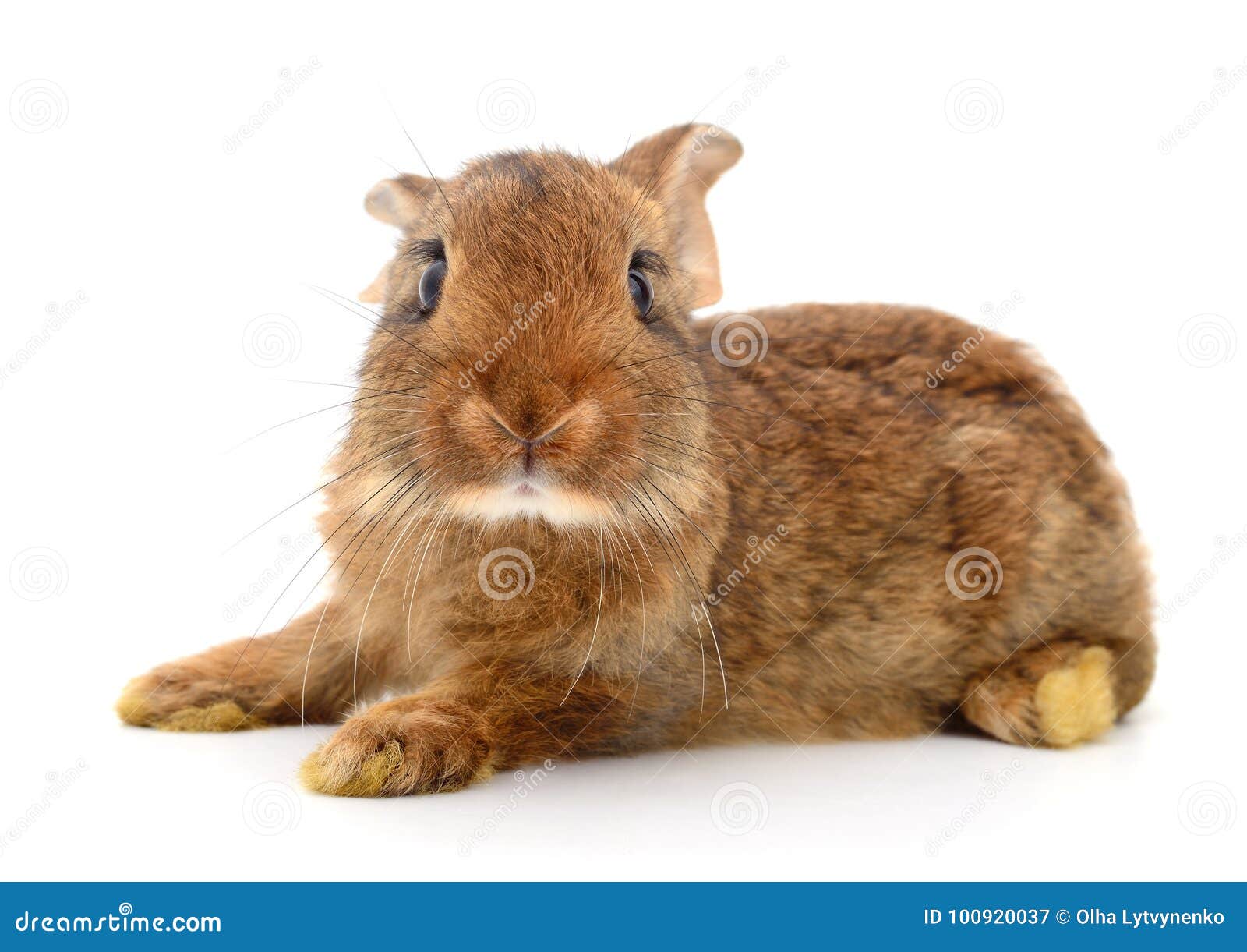 Brown rabbit on white. stock image. Image of beauty - 100920037
