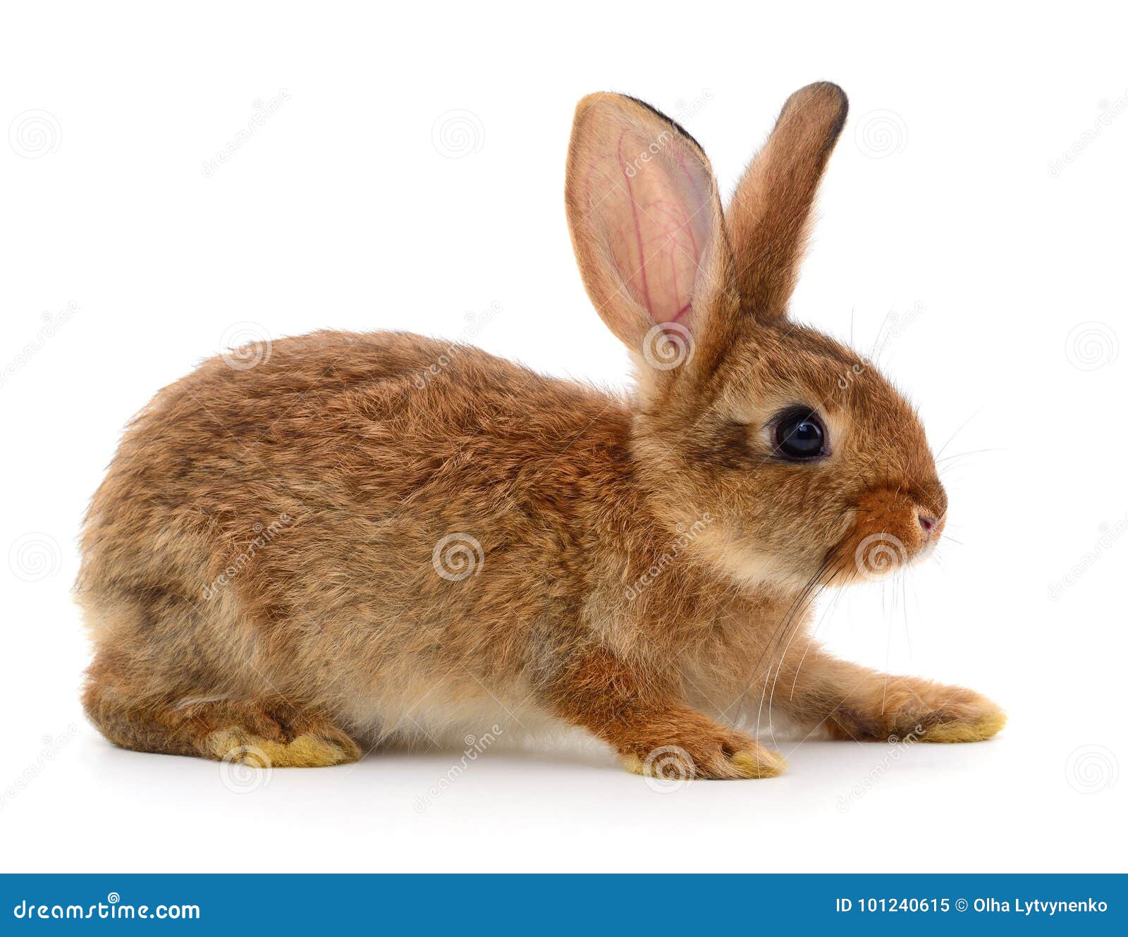 Brown rabbit on white. stock image. Image of background - 101240615