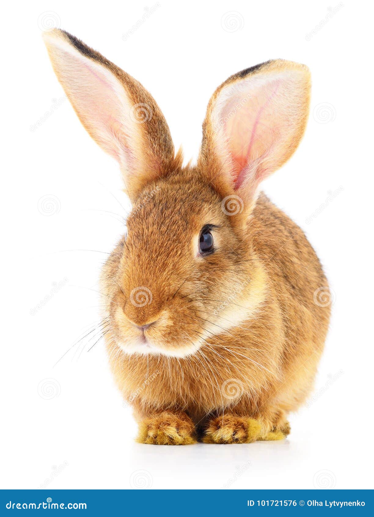 Brown rabbit on white. stock photo. Image of small, closeup - 101721576