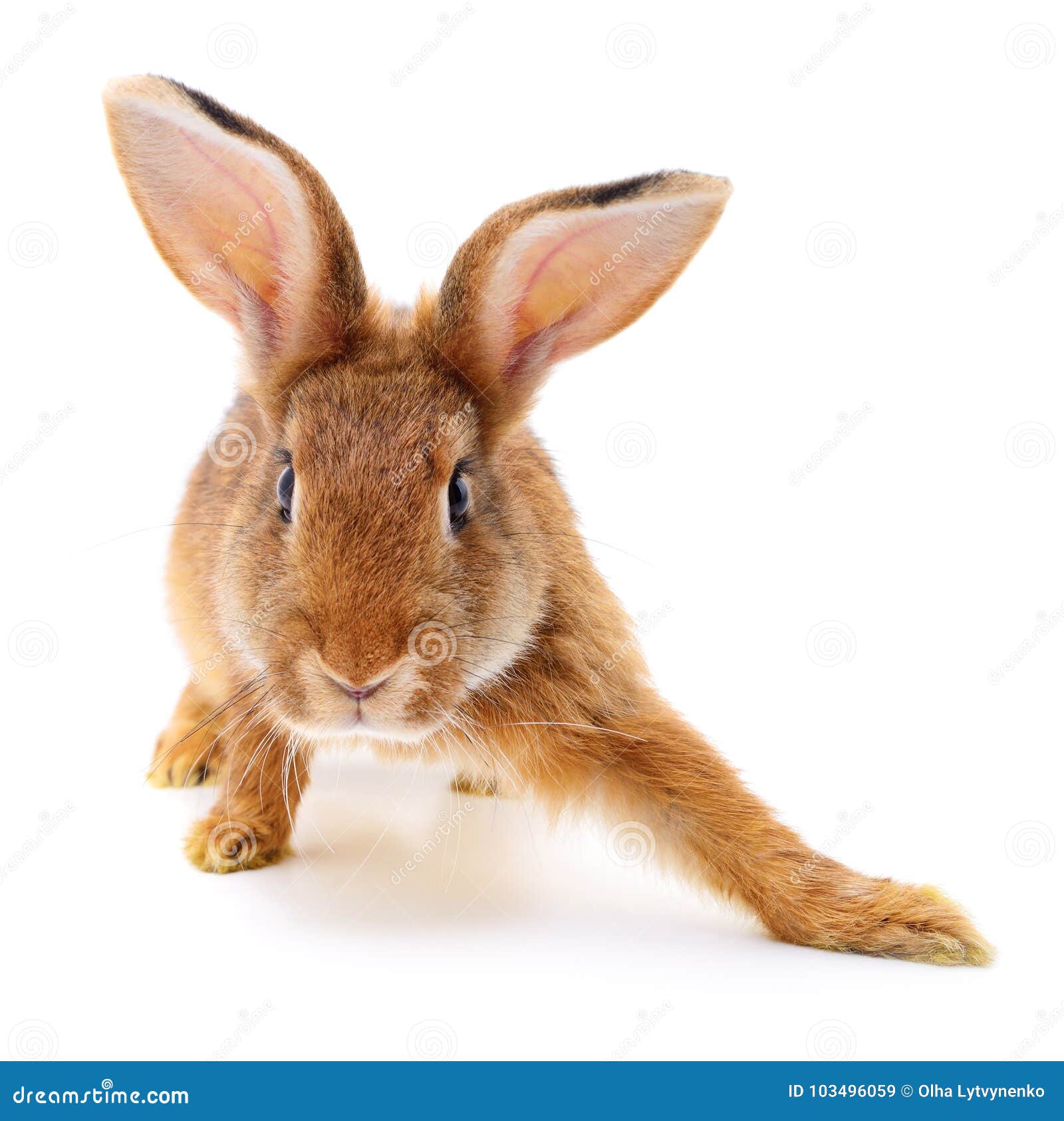 Brown rabbit on white. stock image. Image of color, background - 103496059