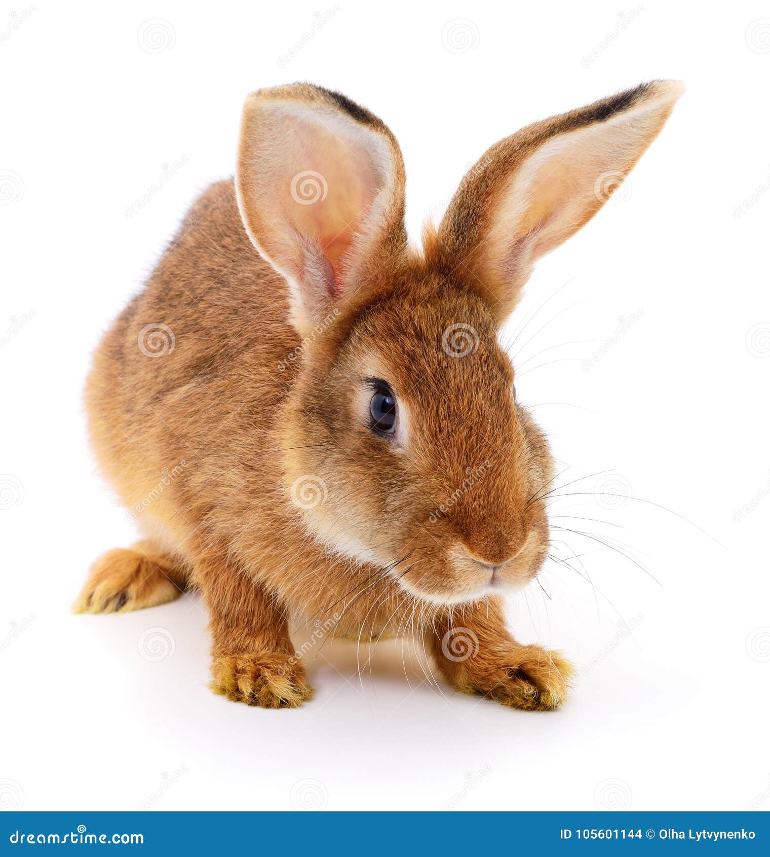 Brown rabbit on white. stock photo. Image of domestic - 105601144