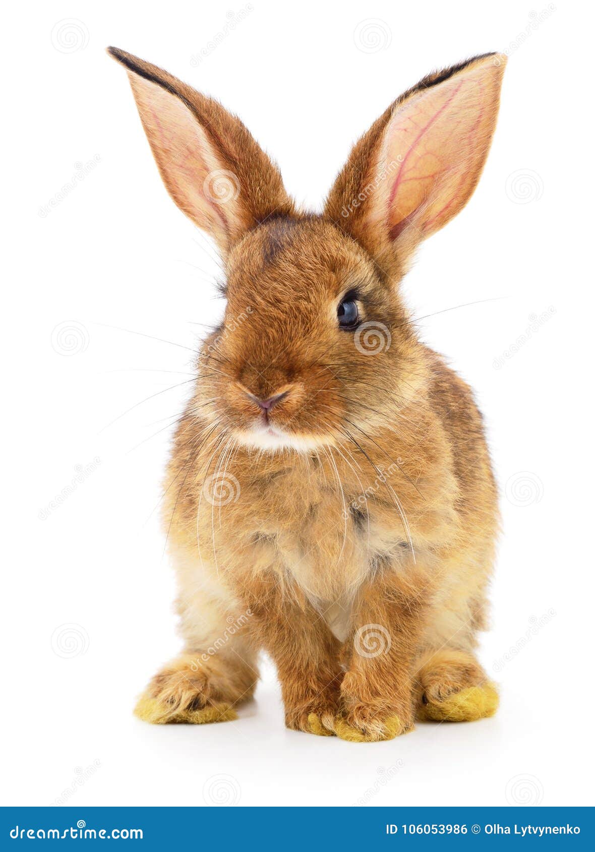 Brown rabbit on white. stock photo. Image of cute, white - 106053986