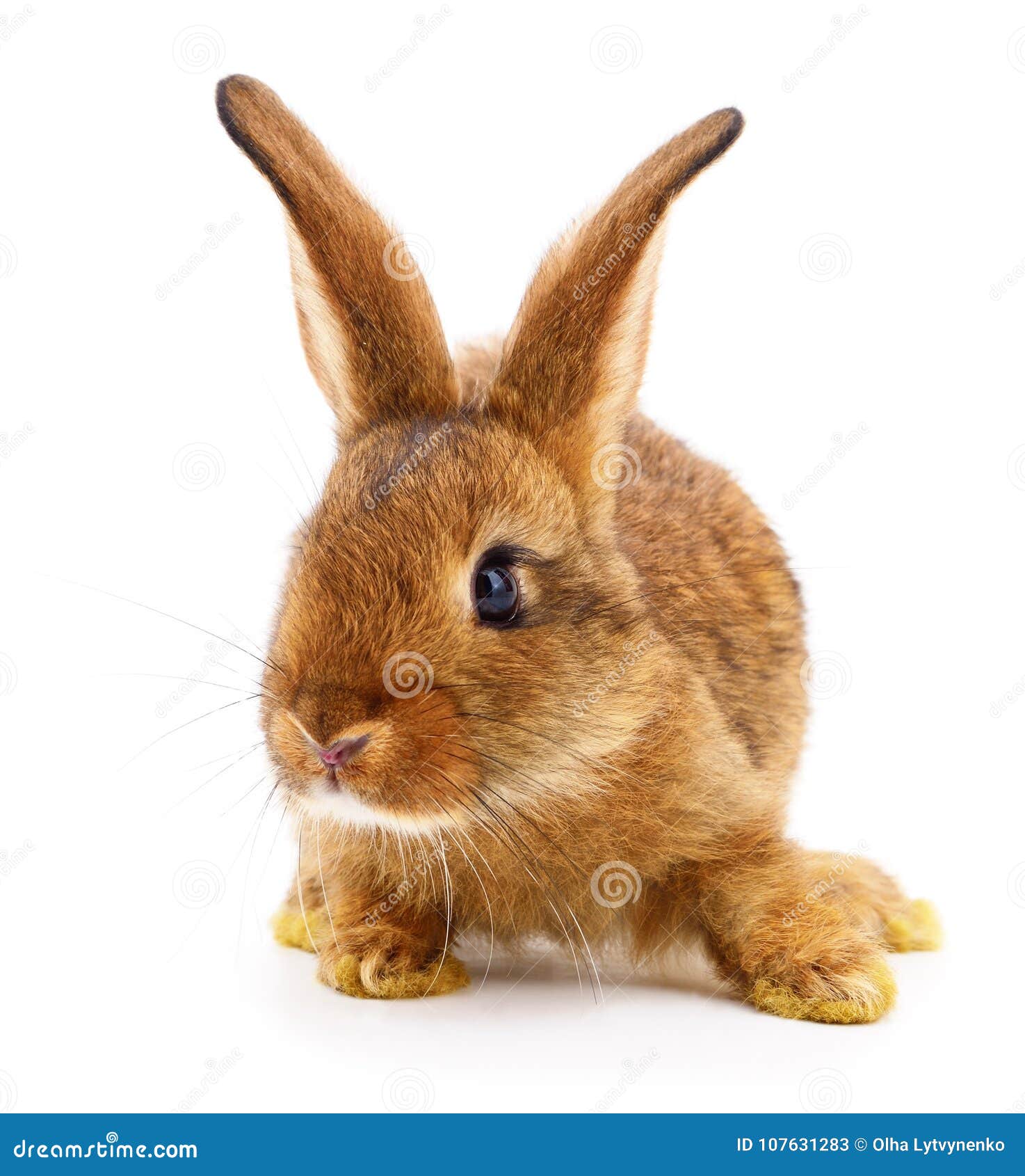 Brown rabbit on white. stock image. Image of pets, mammals - 107631283