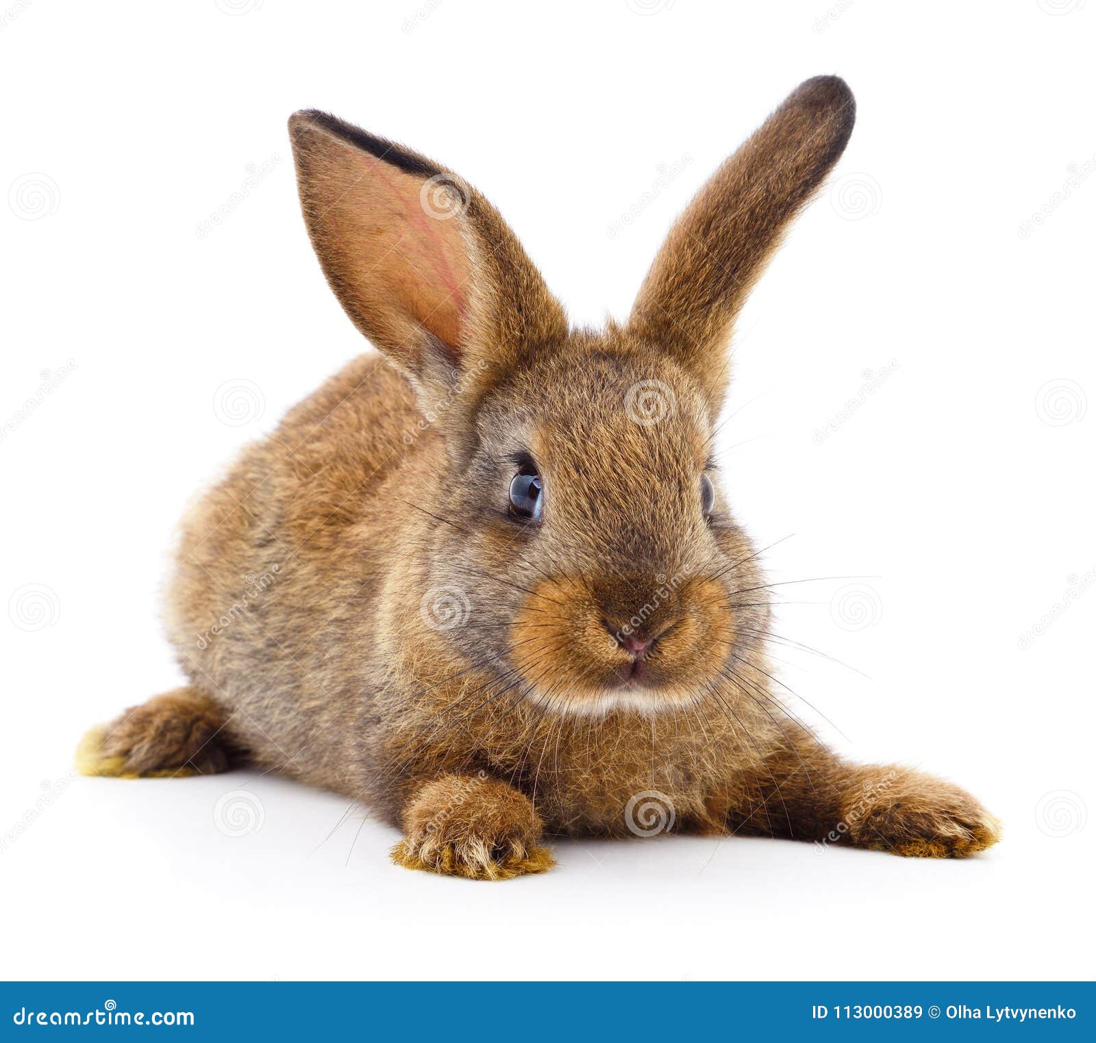 Brown rabbit on white. stock image. Image of mammals - 113000389