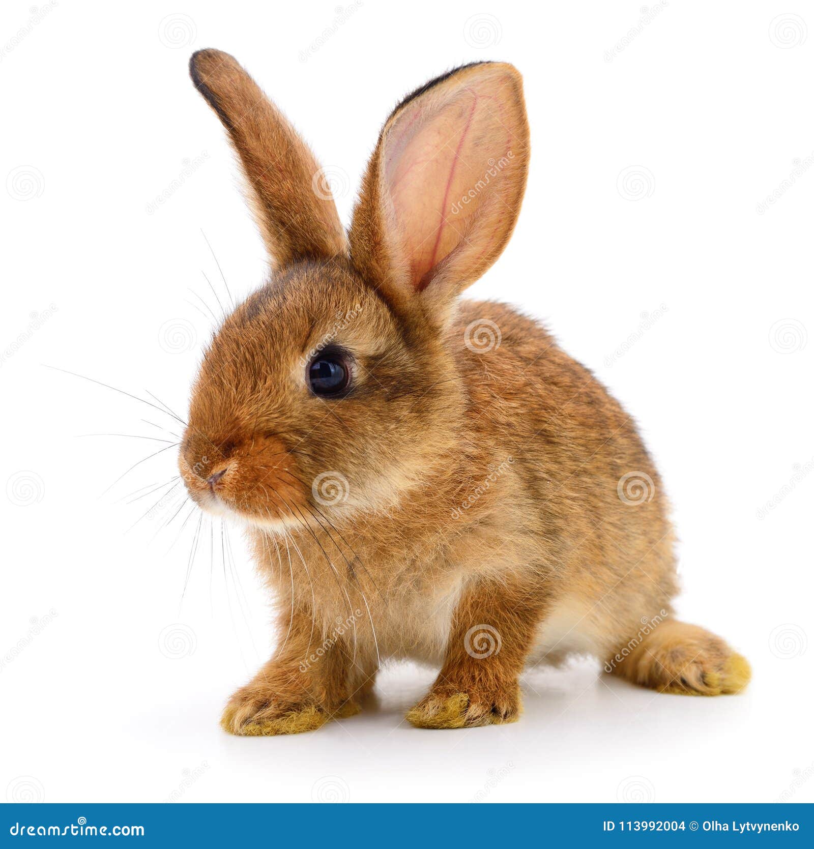 Light Brown Rabbit