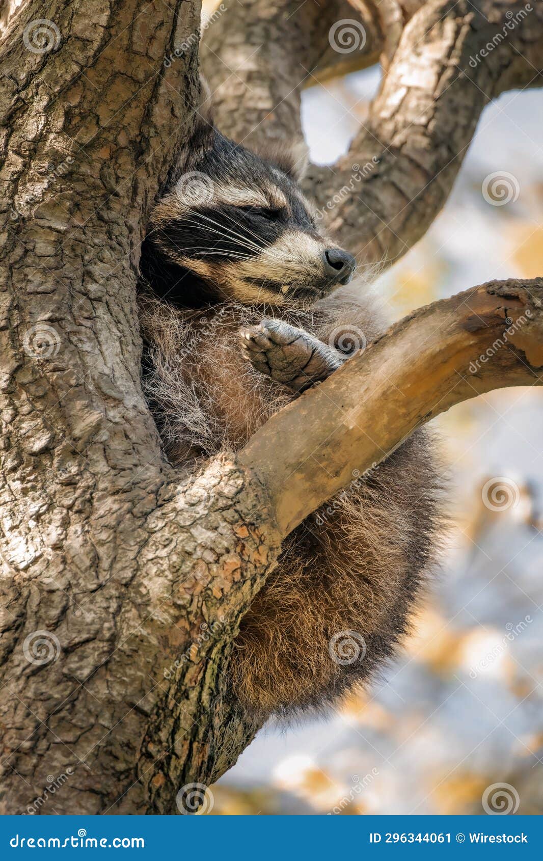 Small, Brown Raccoon Perched Atop a Tree. Stock Image - Image of ...