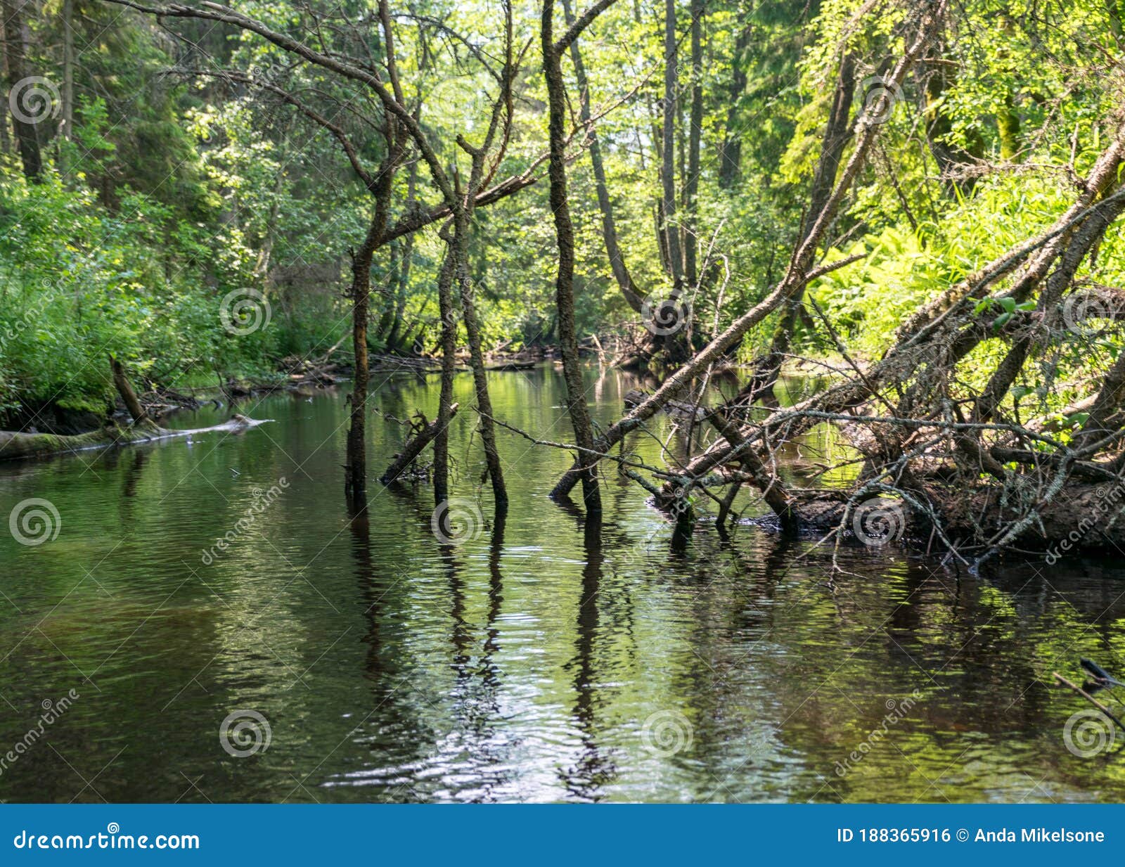 A Small Brown River, Trees Fall into the Water, Low River Calm,.summer ...