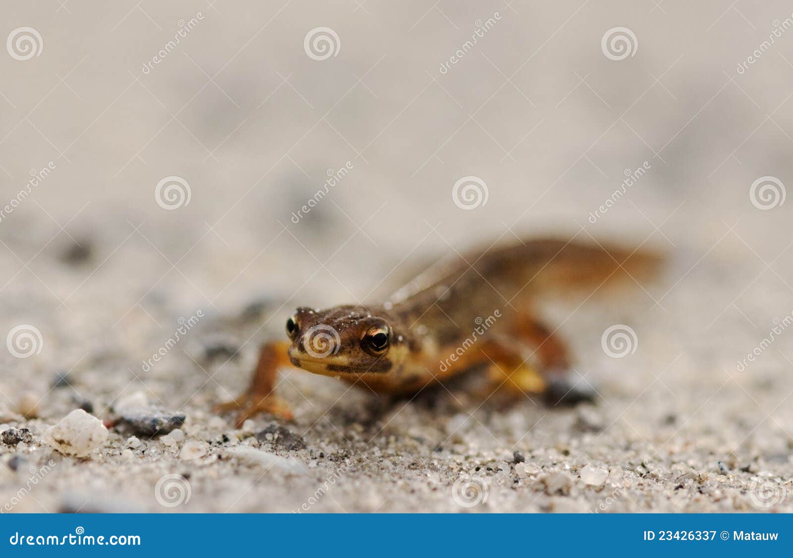 Small brown salamander stock image. Image of amphibian - 23426337