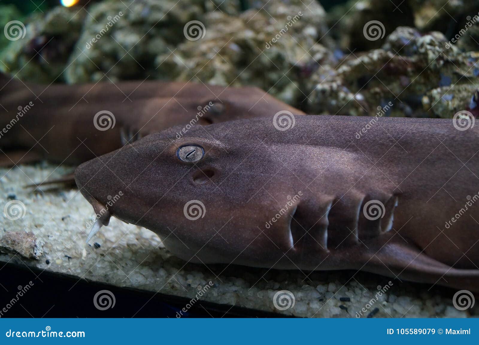 Brownbanded Bamboo Shark & X28;Chiloscyllium Punctatum& X29; Head ...
