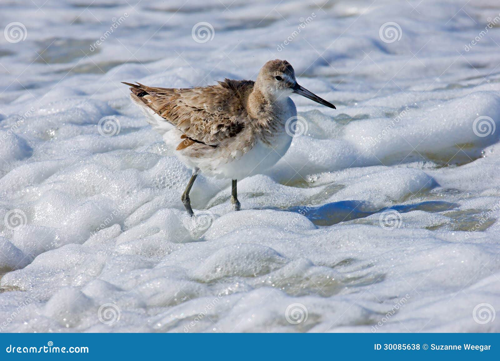 Dowitcher in Florida stock photo. Image of feather, river - 30085638